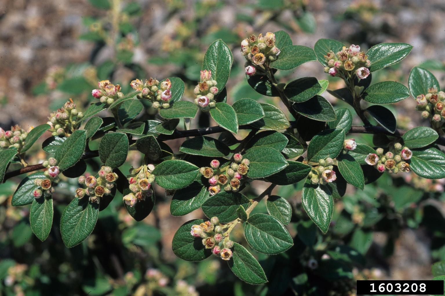 orange cotoneaster (Cotoneaster franchetii Boiss.)