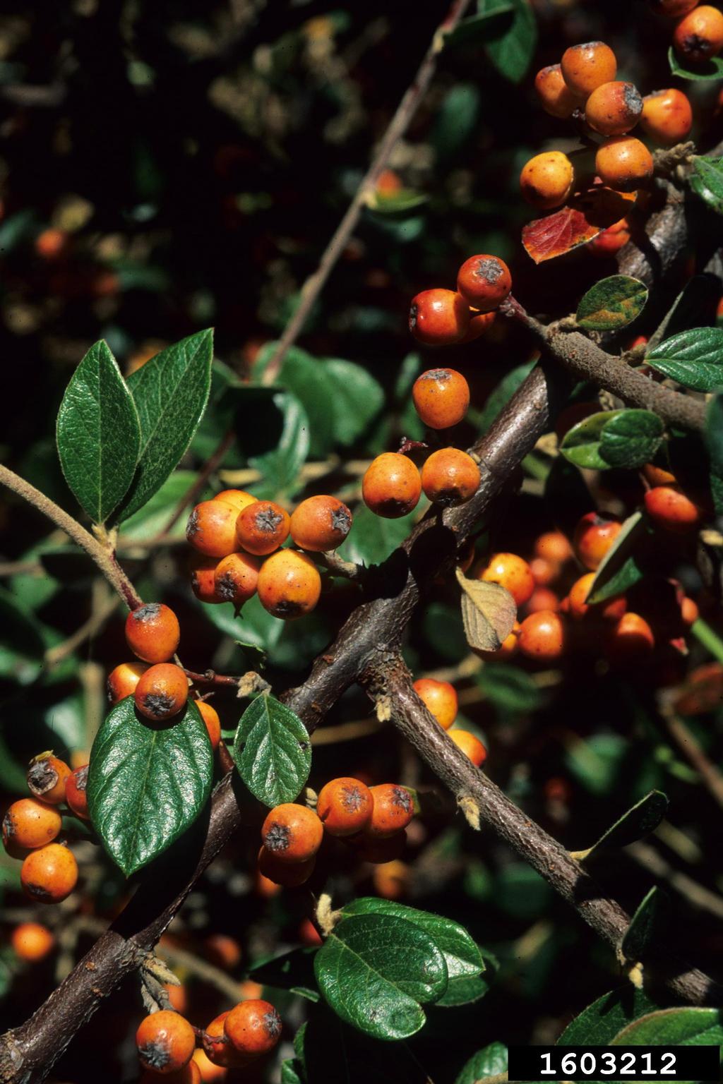orange cotoneaster (Cotoneaster franchetii Boiss.)