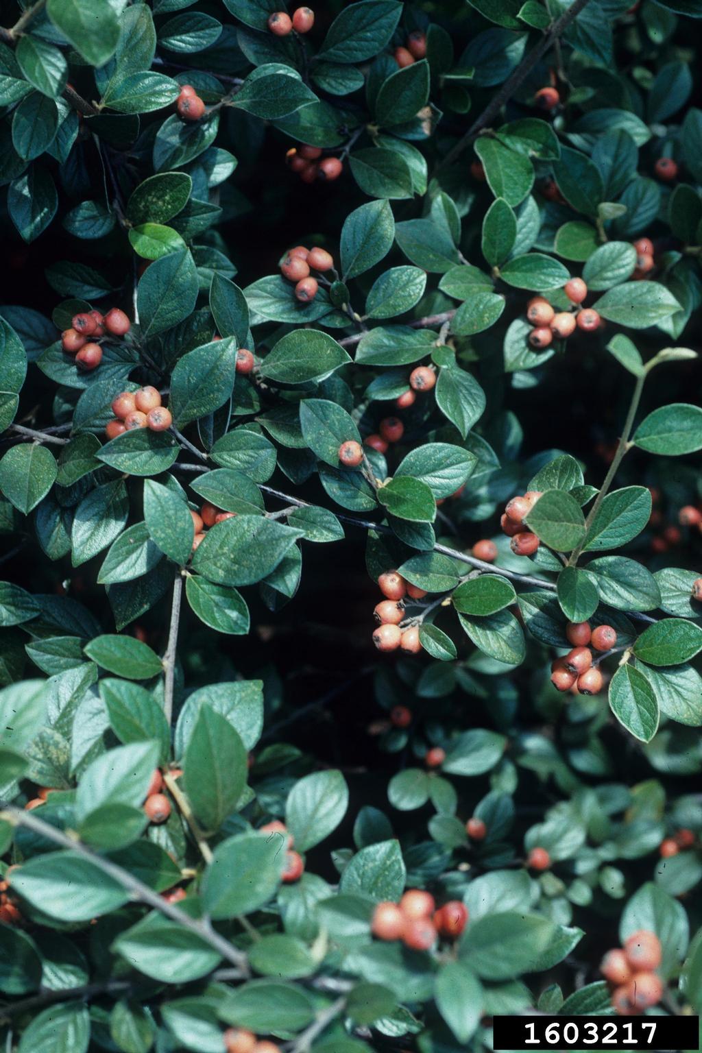 orange cotoneaster (Cotoneaster franchetii Boiss.)