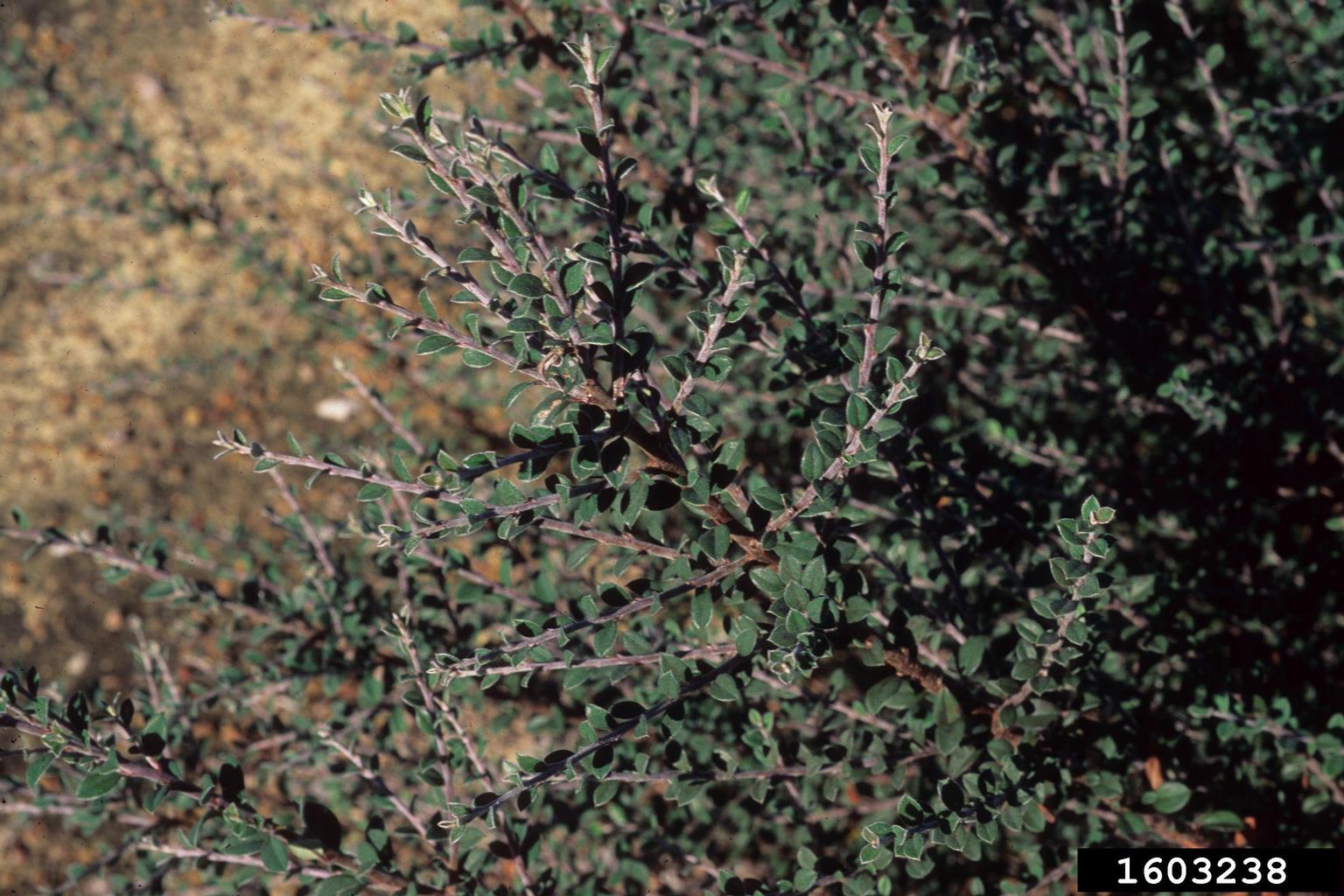 glaucous cotoneaster (Cotoneaster glaucophyllus)