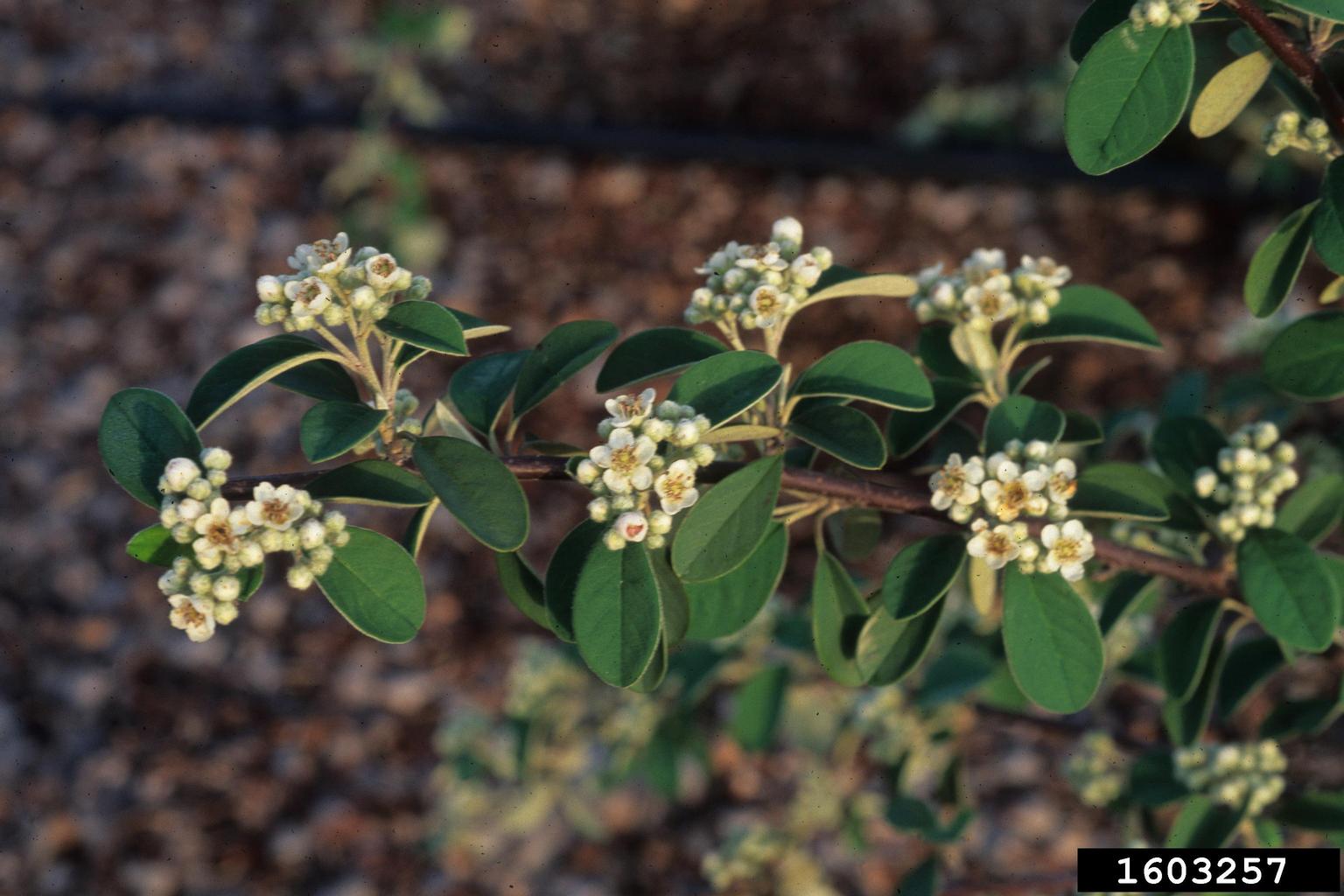 milkflower cotoneaster (Cotoneaster coriaceus Franch.)