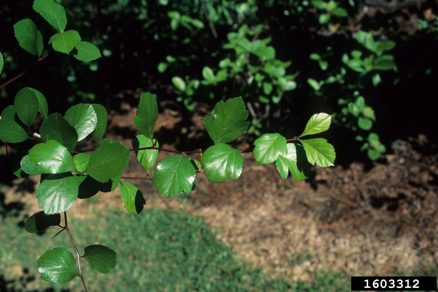 may hawthorn (Crataegus aestivalis (Walter) Torr. & A. Gray)