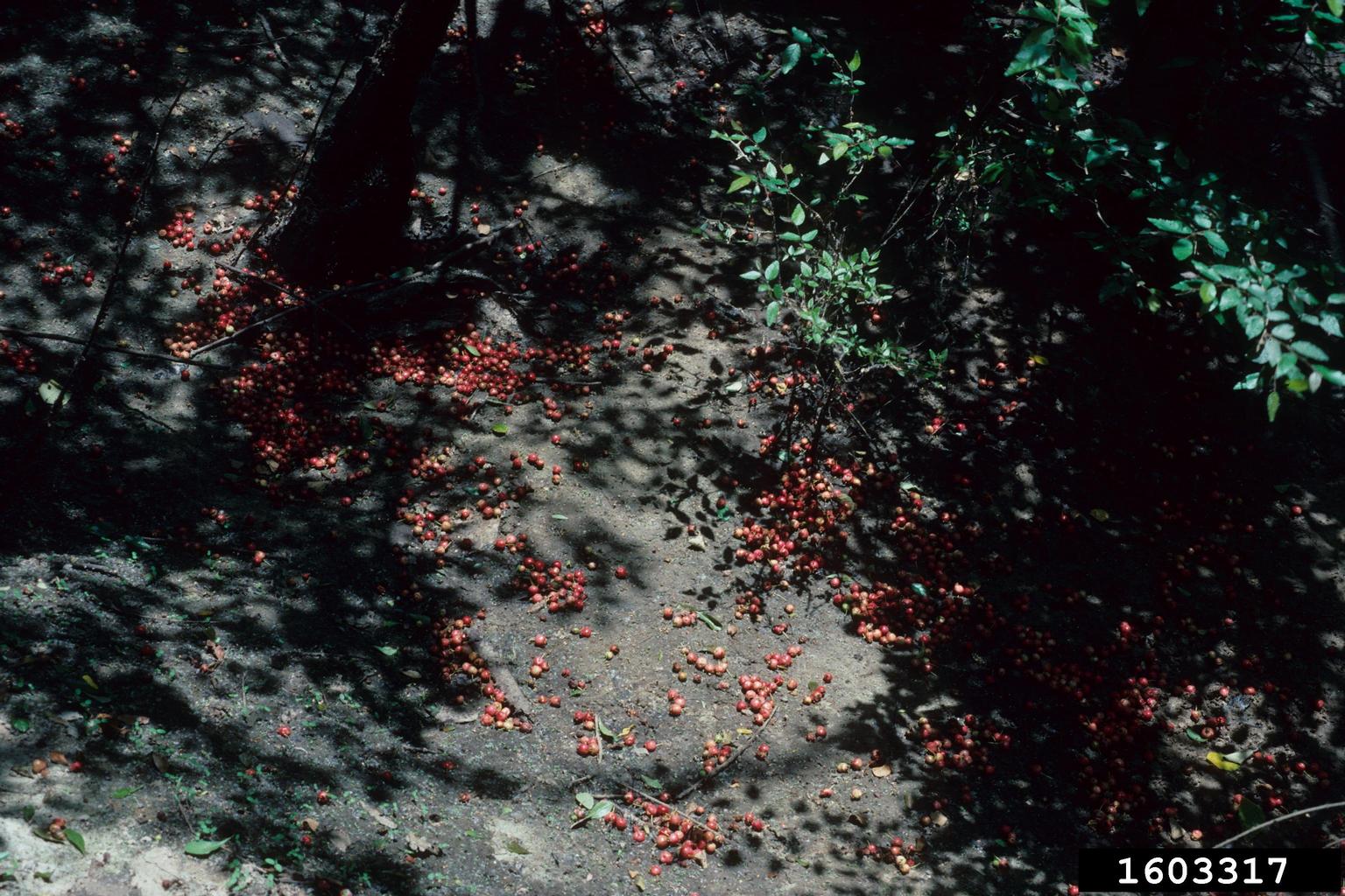 may hawthorn (Crataegus aestivalis (Walter) Torr. & A. Gray)