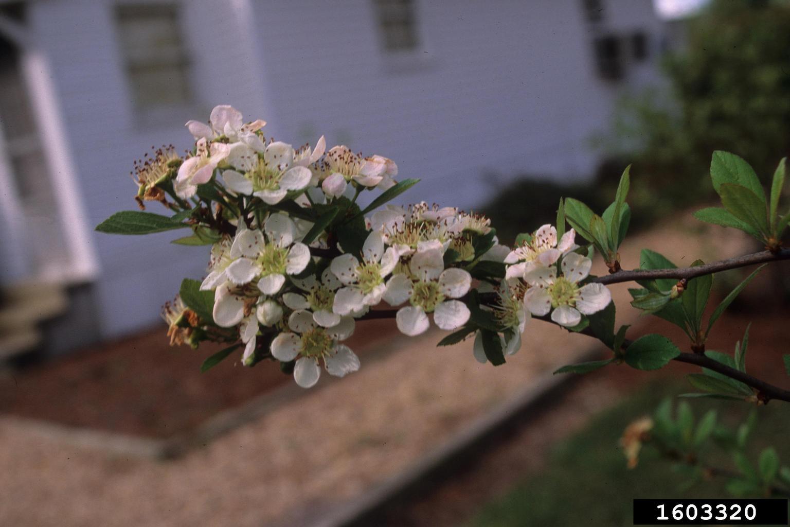 may hawthorn (Crataegus aestivalis (Walter) Torr. & A. Gray)
