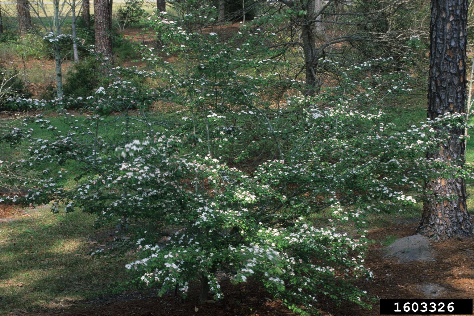 parsley hawthorn (Crataegus marshallii)