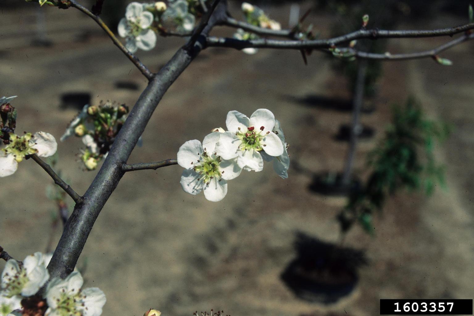 riverflat hawthorn (Crataegus opaca Hook. & Arn.)