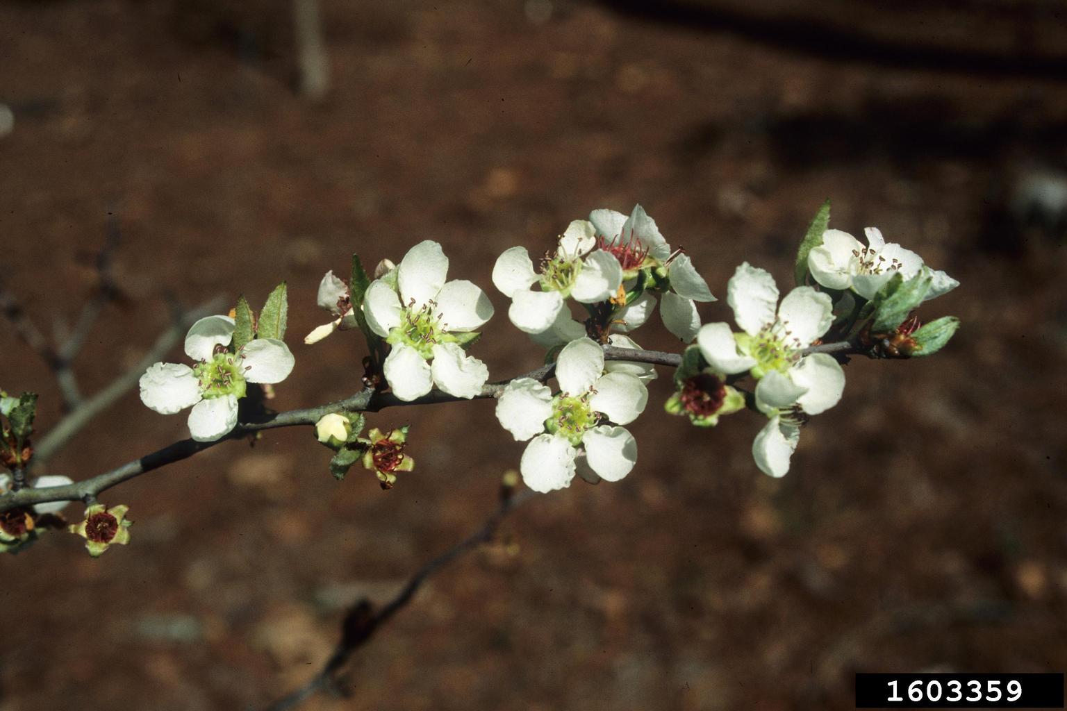 riverflat hawthorn (Crataegus opaca Hook. & Arn.)