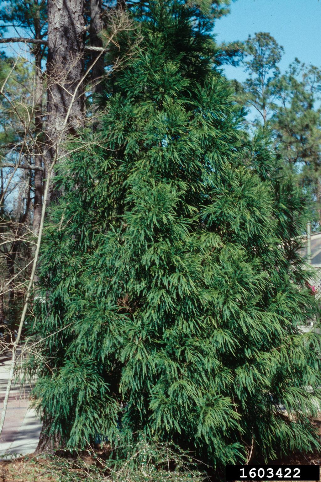 Japanese cedar (Cryptomeria japonica (L. f.) D. Don)