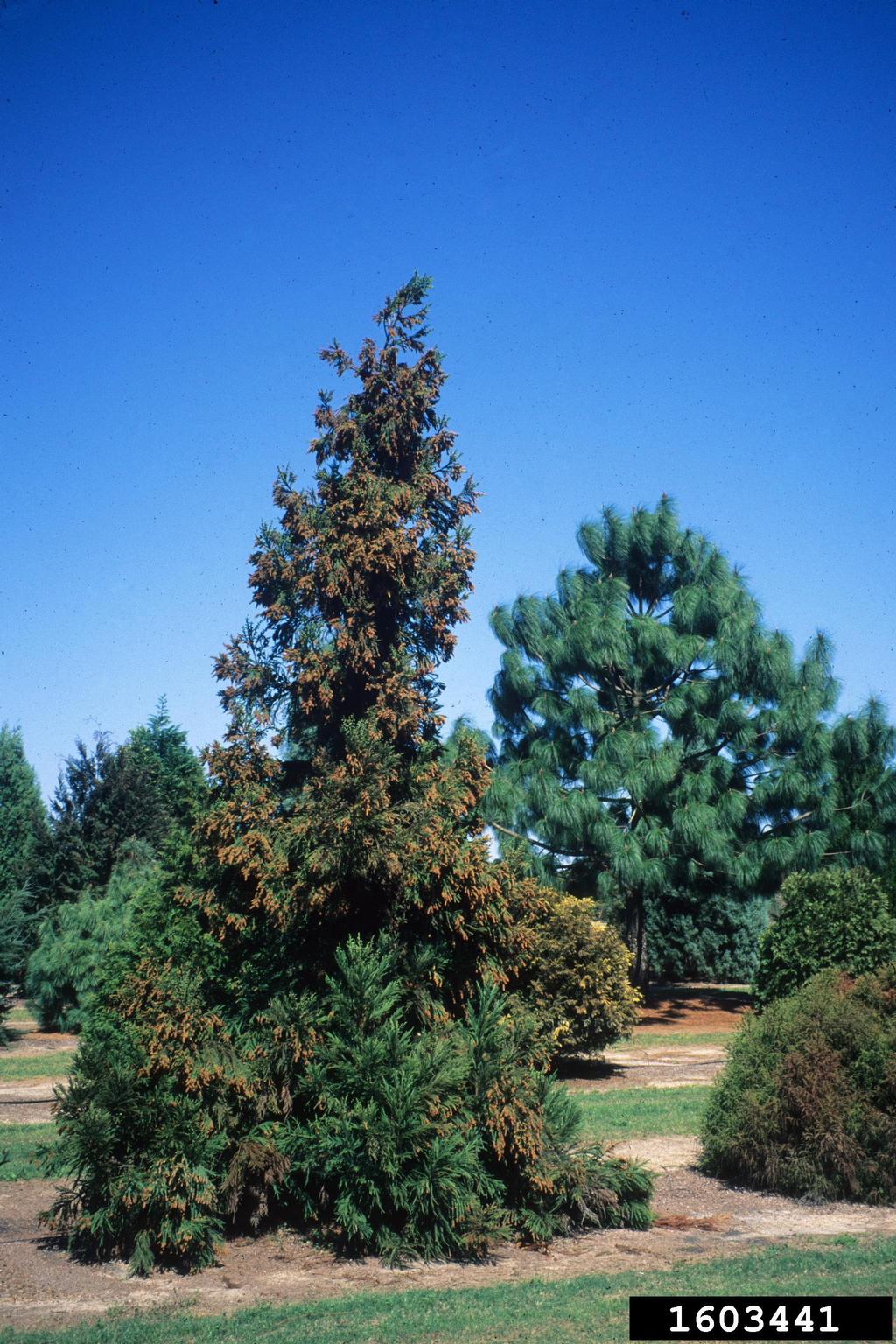 Japanese cedar (Cryptomeria japonica (L. f.) D. Don)