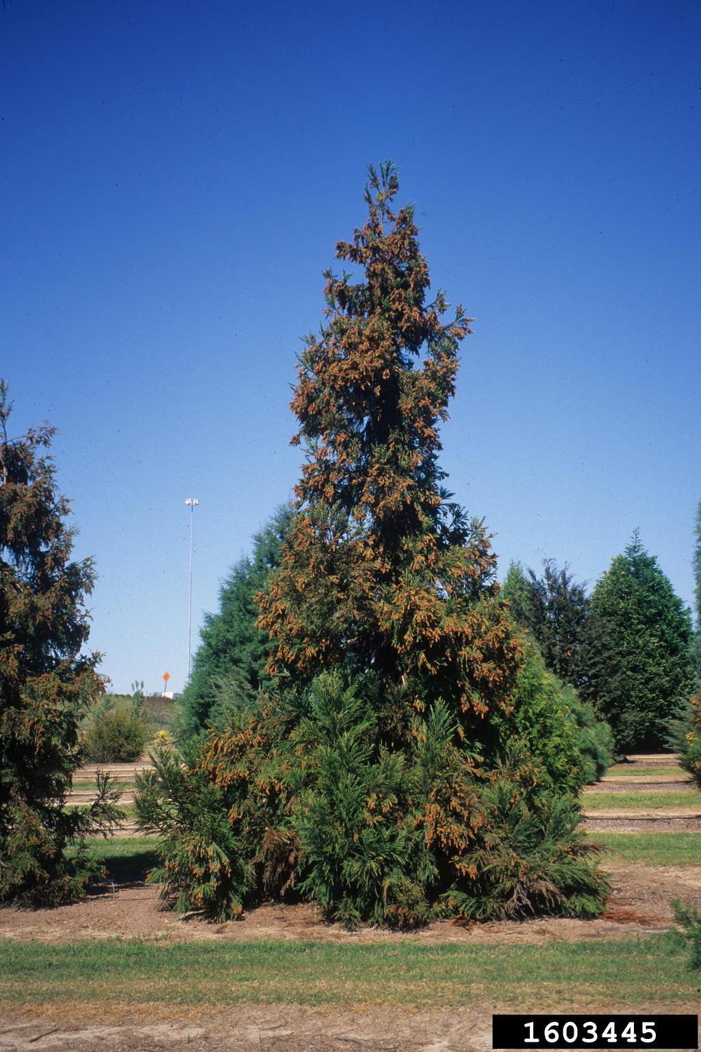 Japanese cedar (Cryptomeria japonica)