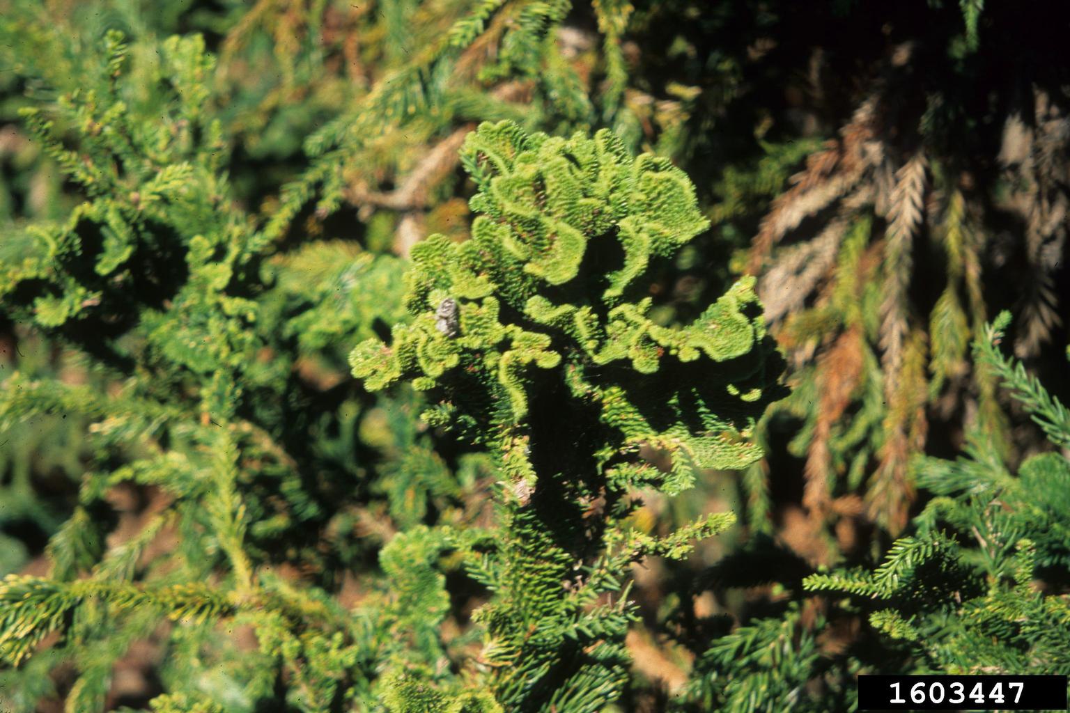 Japanese cedar (Cryptomeria japonica (L. f.) D. Don)