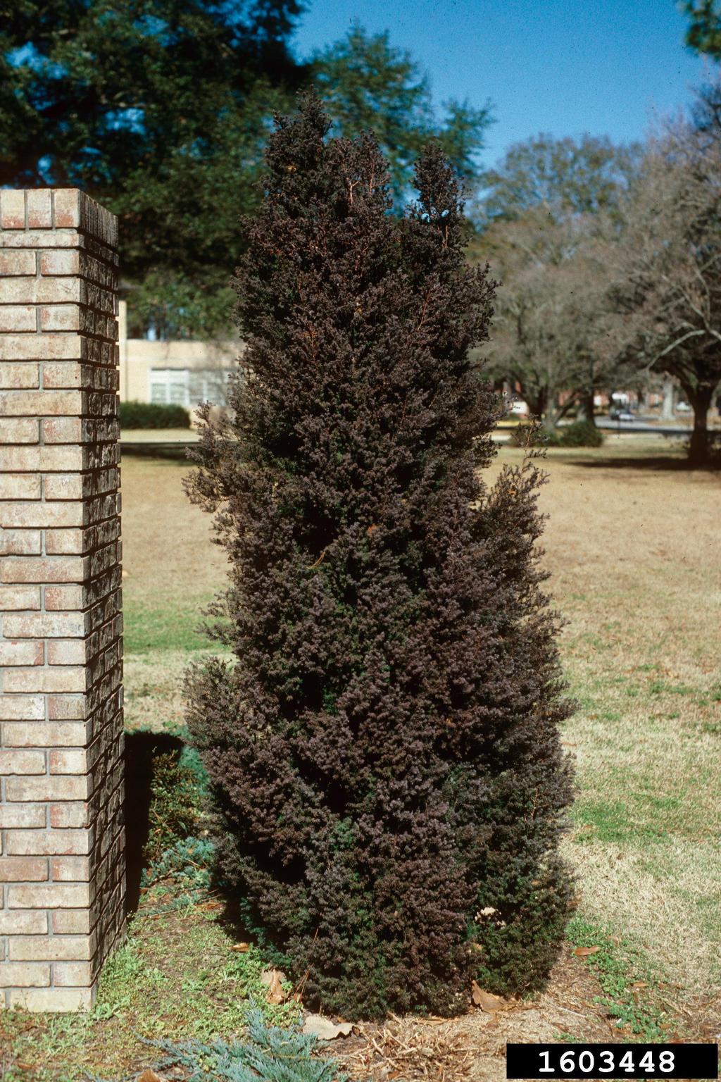 Japanese cedar (Cryptomeria japonica (L. f.) D. Don)