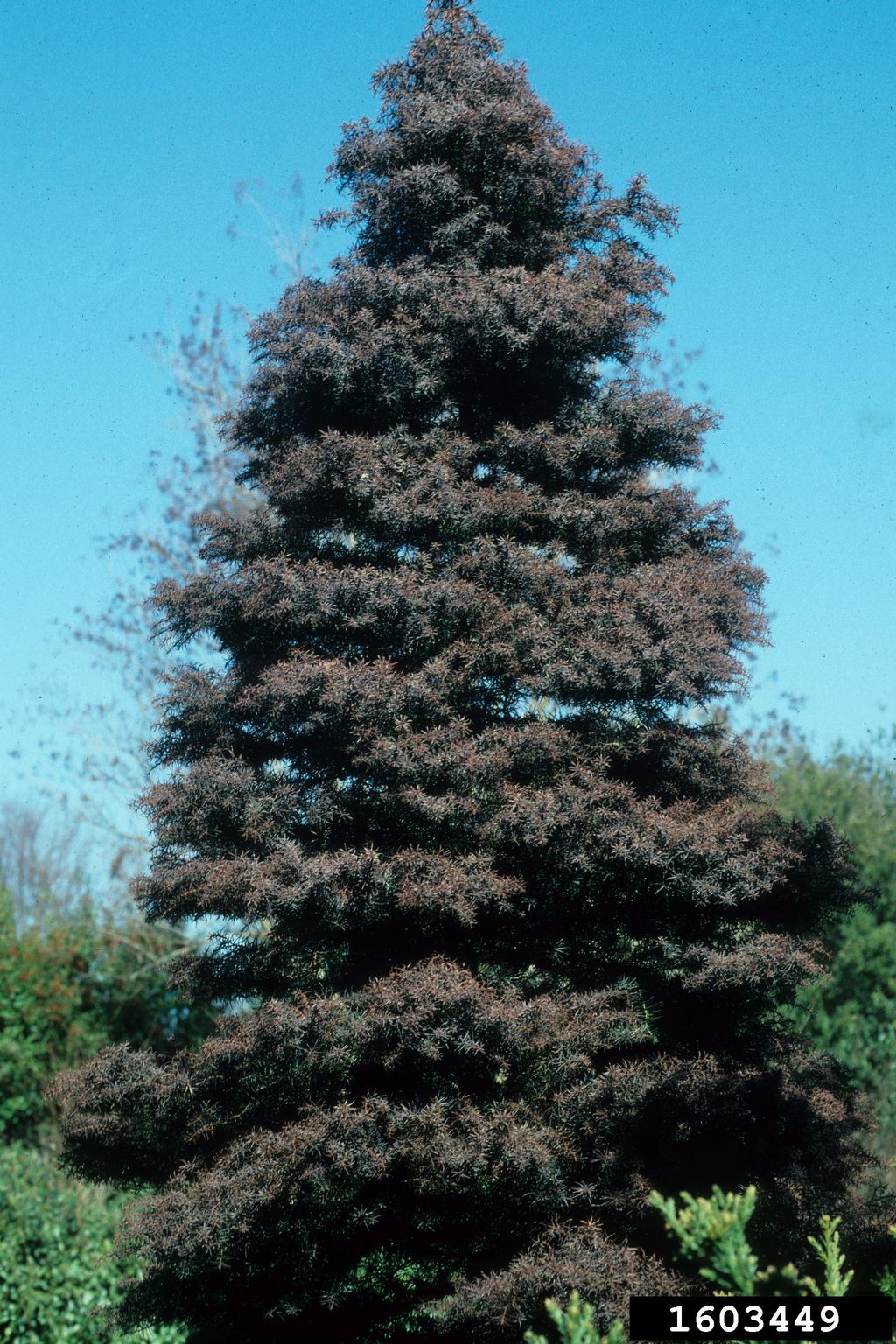Japanese cedar (Cryptomeria japonica (L. f.) D. Don)