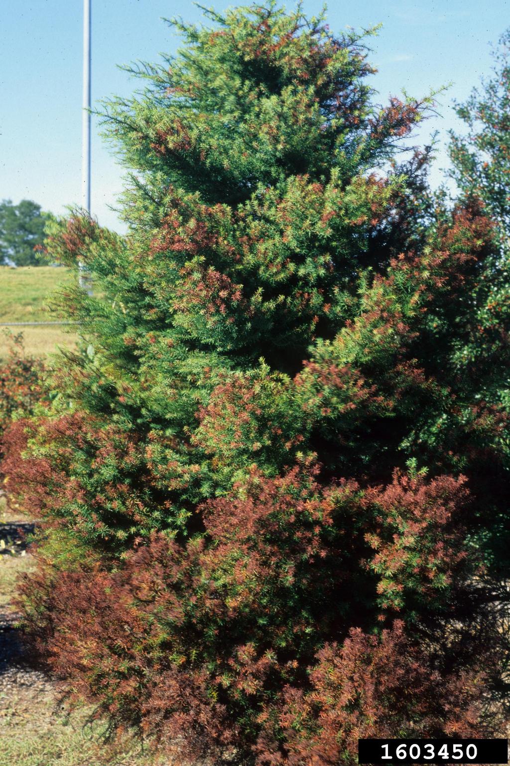 Japanese cedar (Cryptomeria japonica)