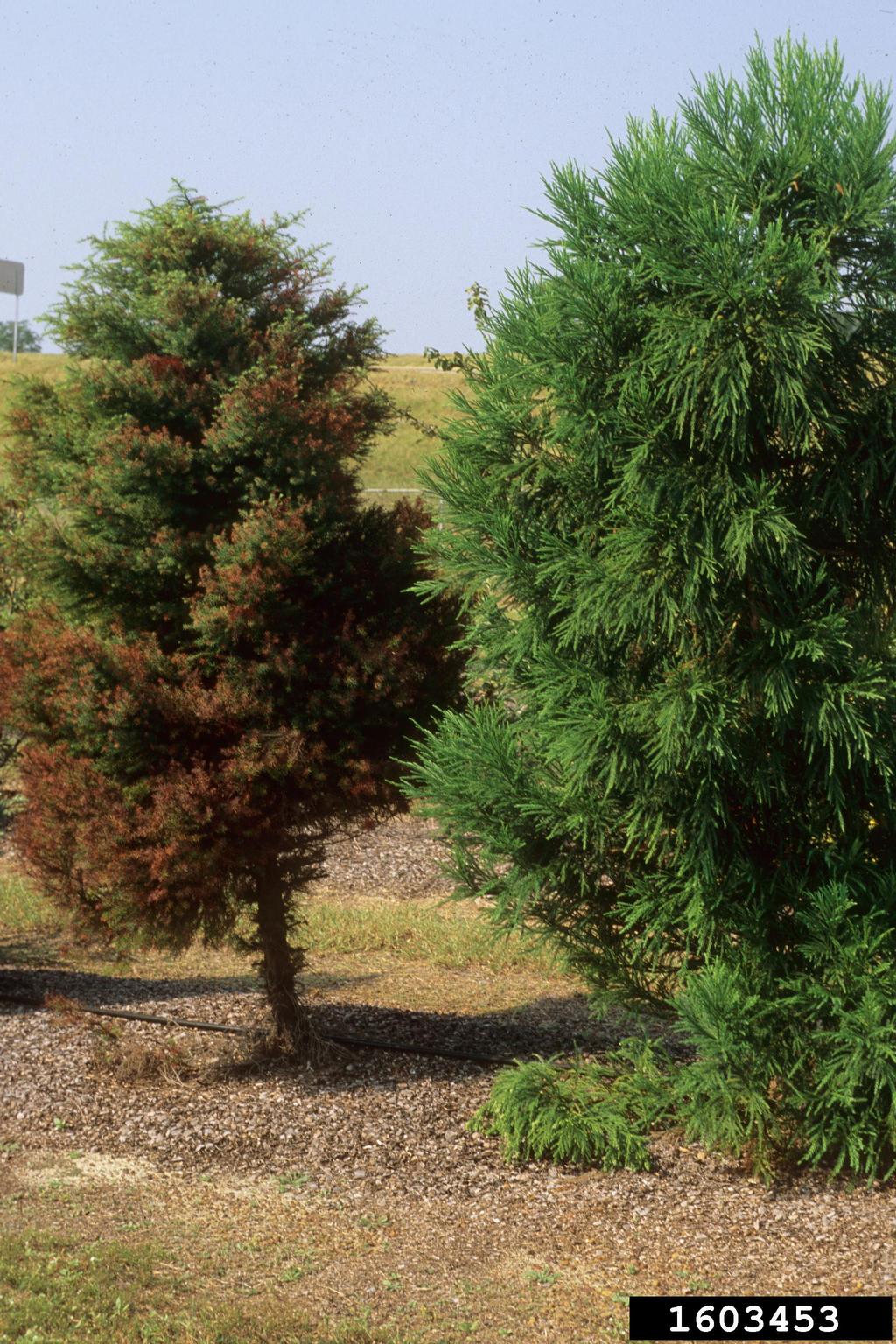 Japanese cedar (Cryptomeria japonica)
