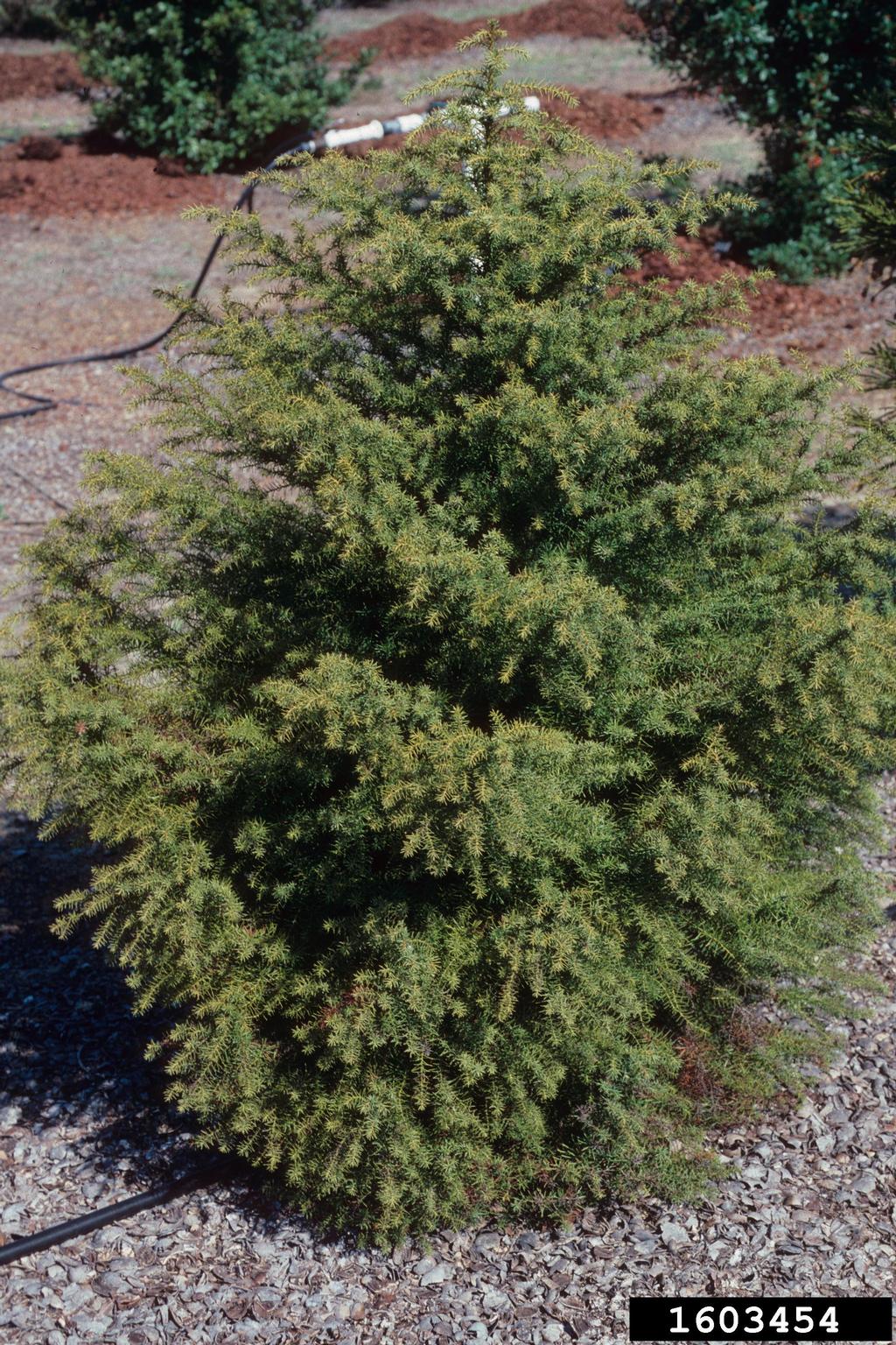Japanese cedar (Cryptomeria japonica)