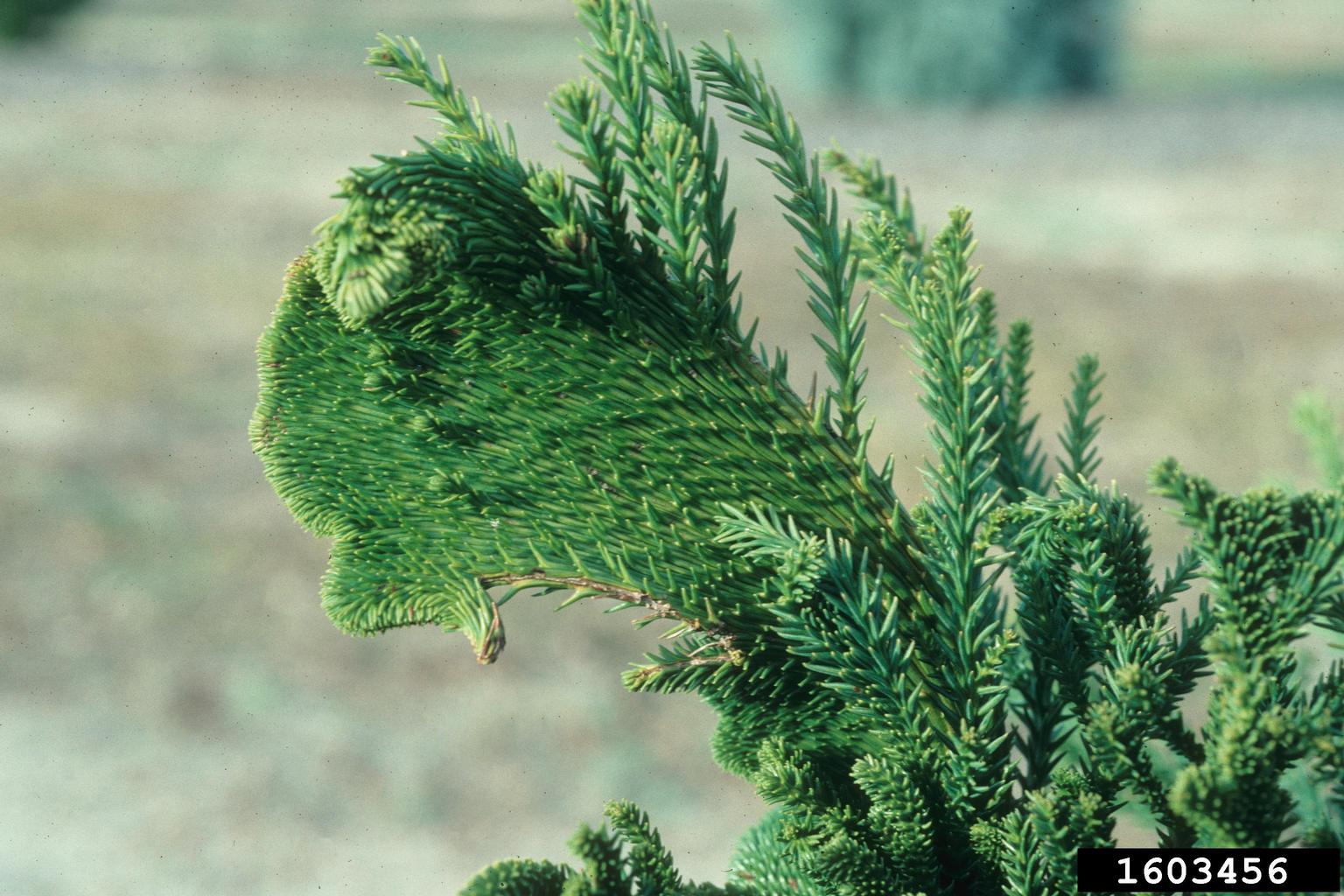 Japanese cedar (Cryptomeria japonica (L. f.) D. Don)