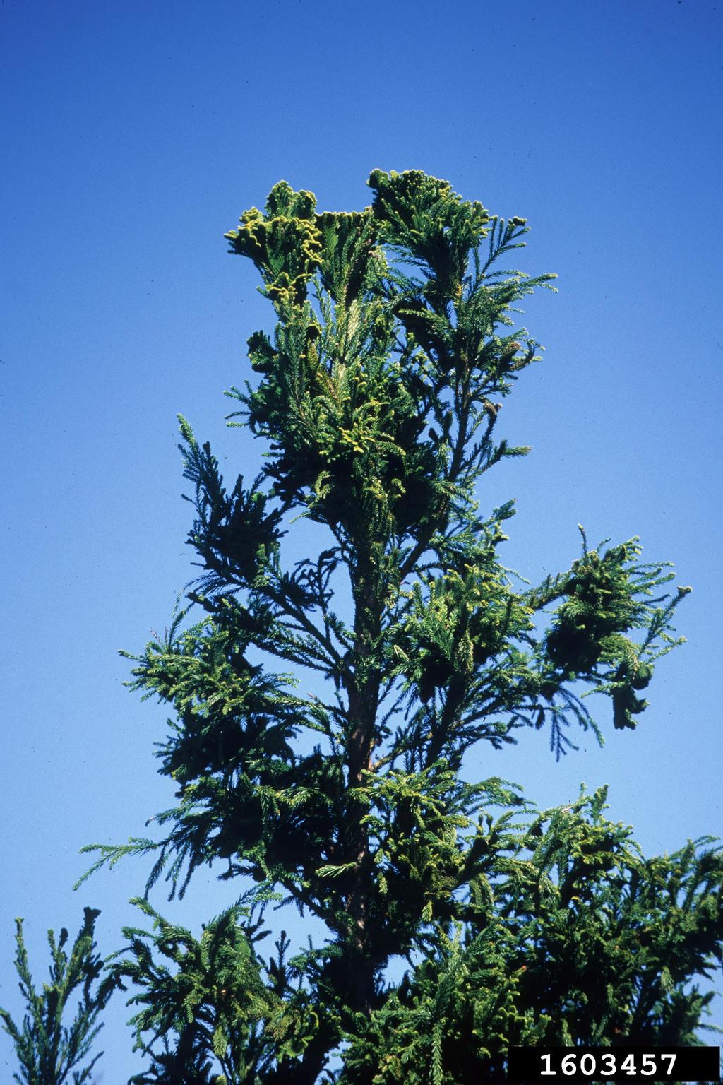 Japanese cedar (Cryptomeria japonica (L. f.) D. Don)