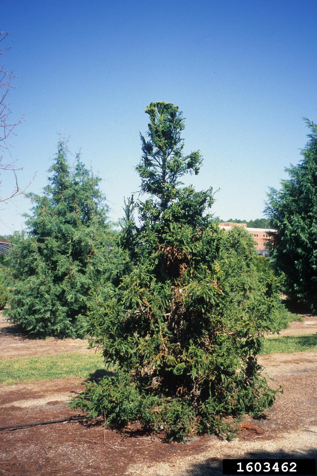 Japanese cedar (Cryptomeria japonica)