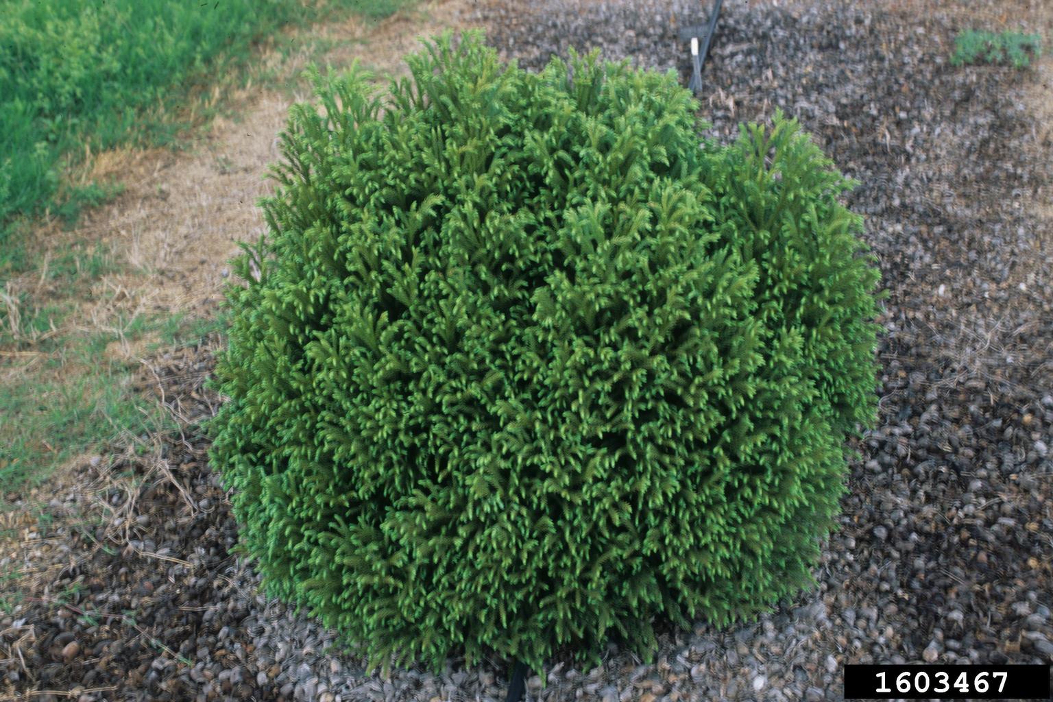 Japanese cedar (Cryptomeria japonica)