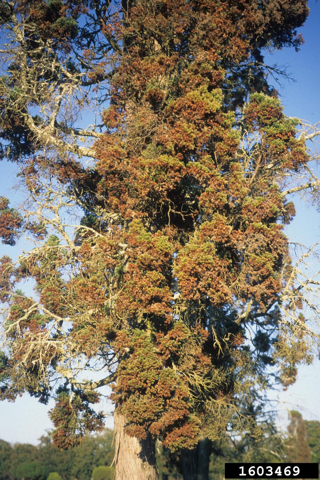 Japanese cedar (Cryptomeria japonica), Cryptomeria japonica (Pinales ...