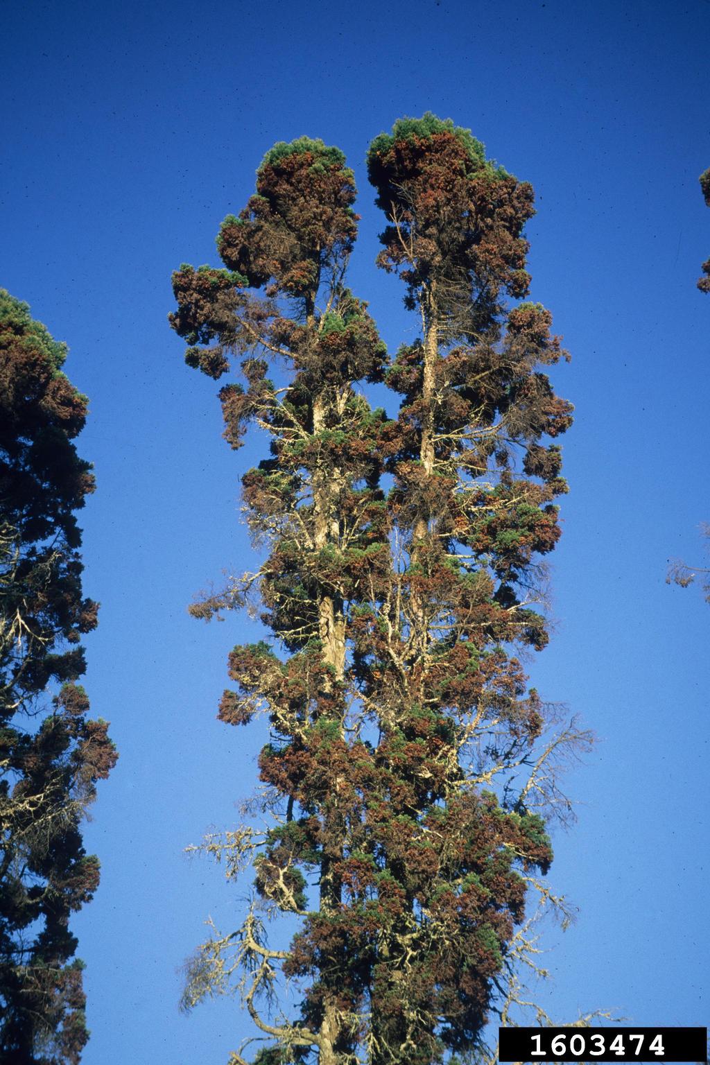 Japanese cedar (Cryptomeria japonica)
