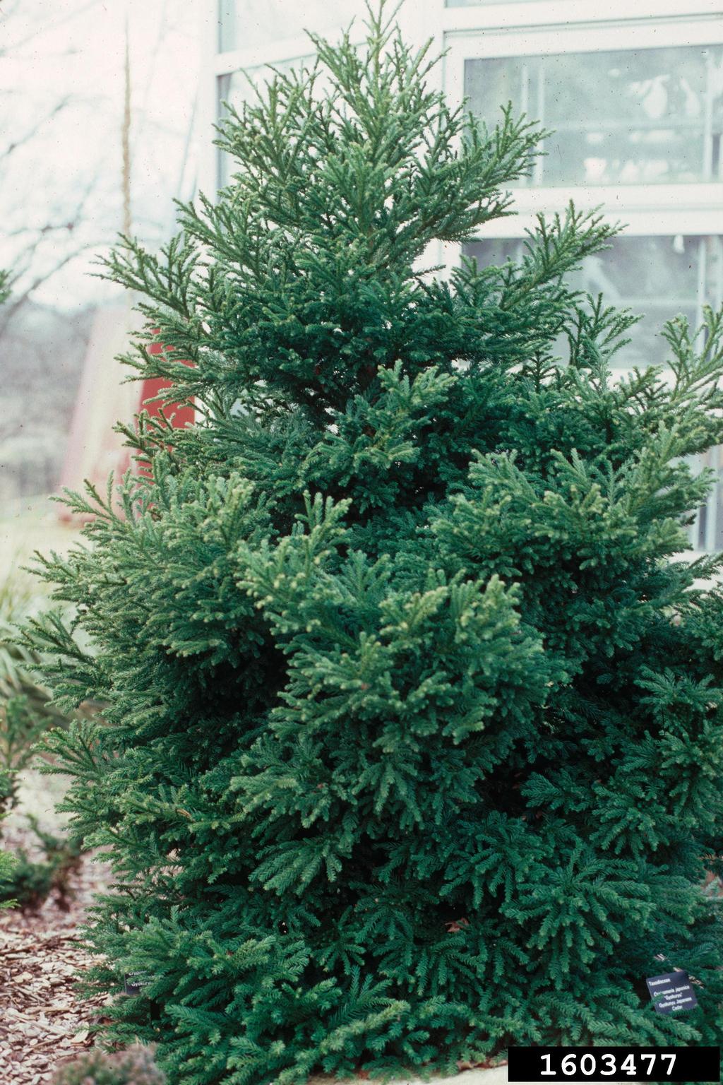Japanese cedar (Cryptomeria japonica)