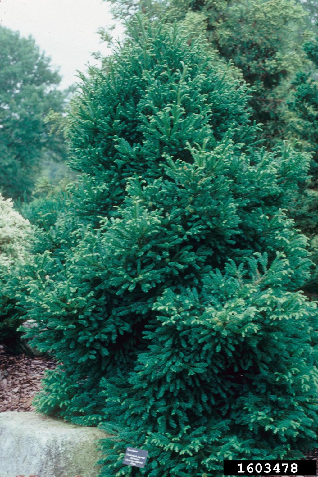 Japanese cedar (Cryptomeria japonica (L. f.) D. Don)