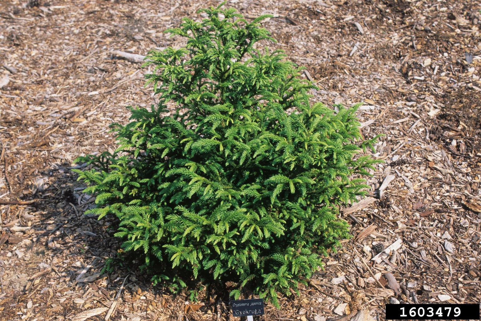 Japanese cedar (Cryptomeria japonica)