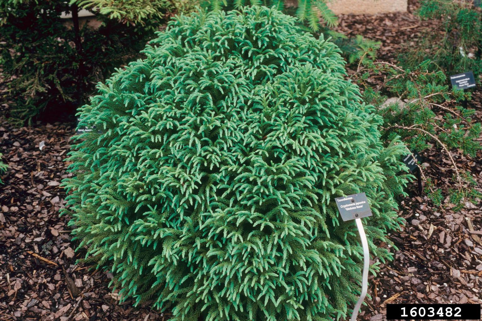 Japanese cedar, Cryptomeria japonica (Pinales: Cupressaceae) - 1603482