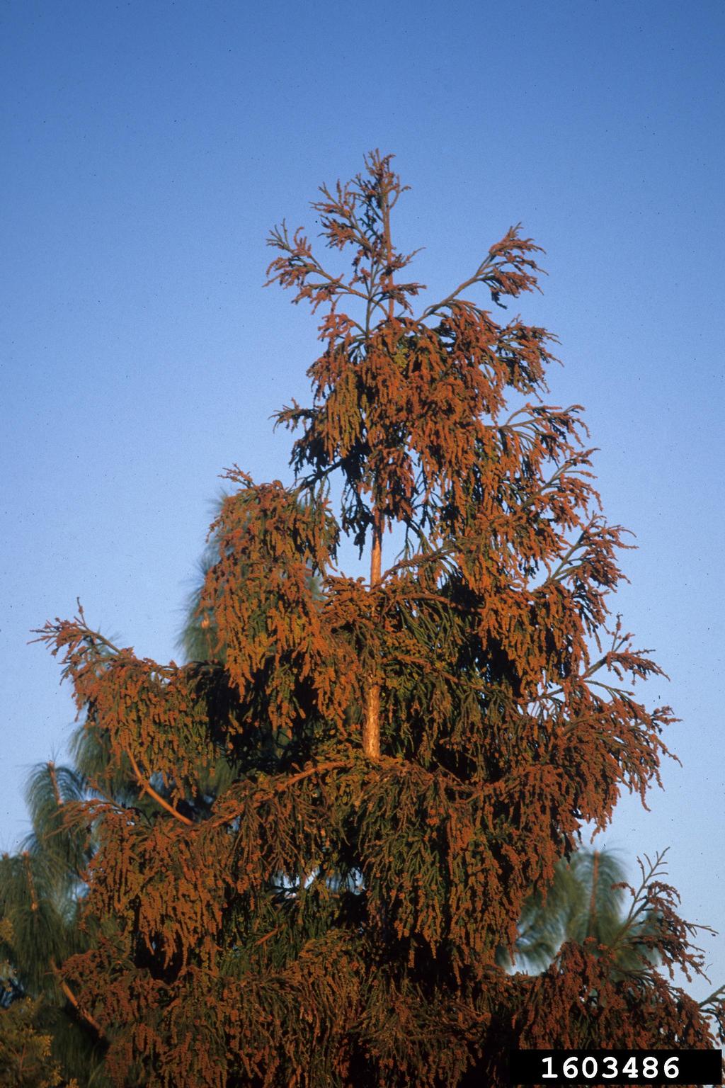 Japanese cedar (Cryptomeria japonica (L. f.) D. Don)