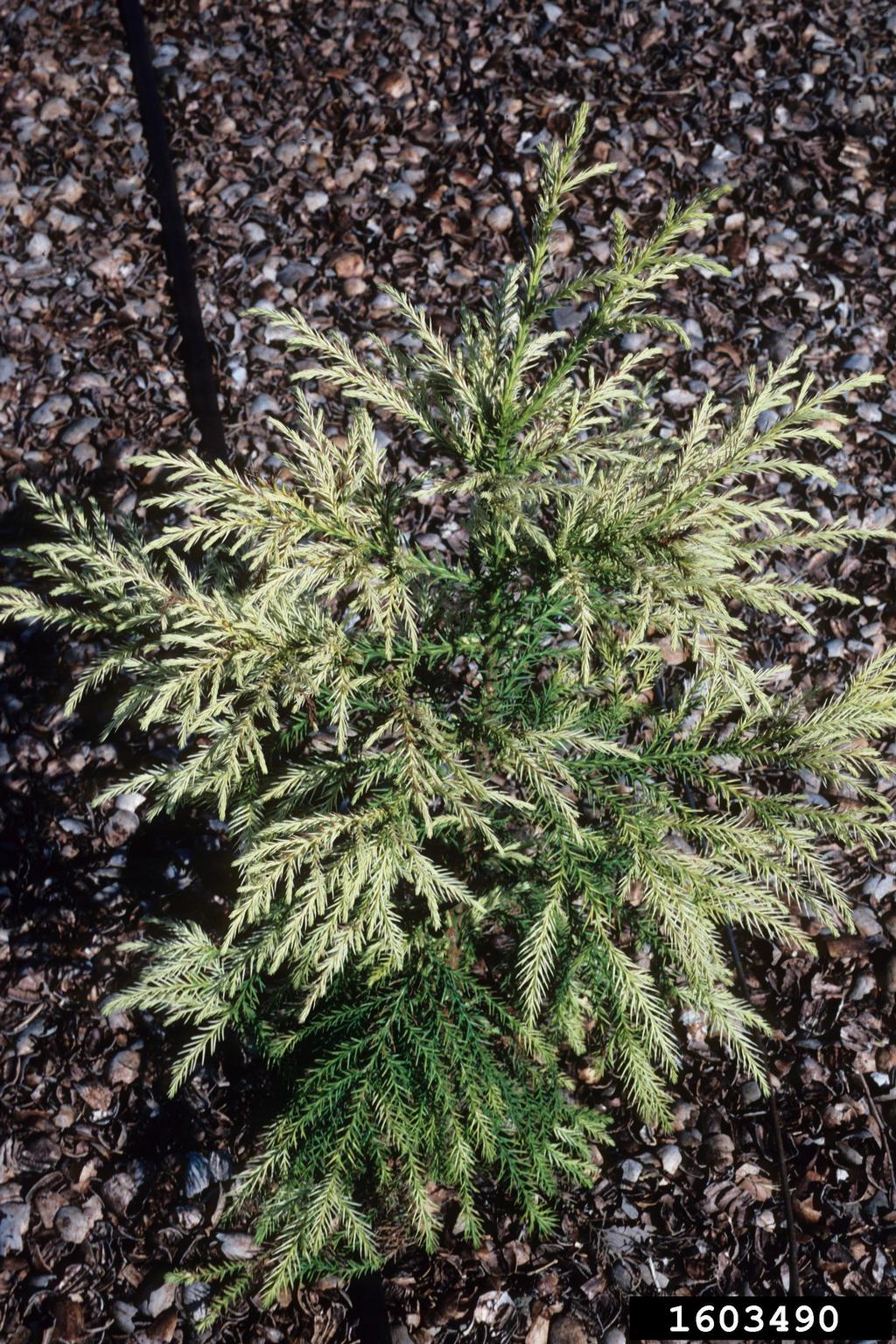 Japanese cedar (Cryptomeria japonica)