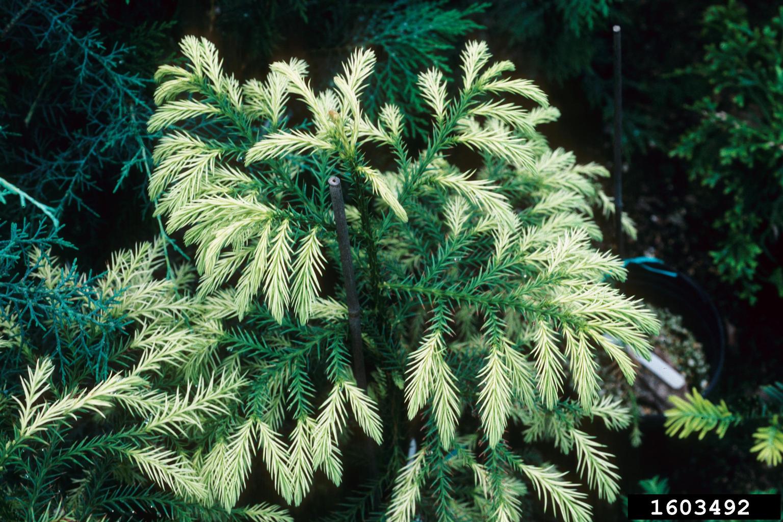 Japanese cedar (Cryptomeria japonica (L. f.) D. Don)