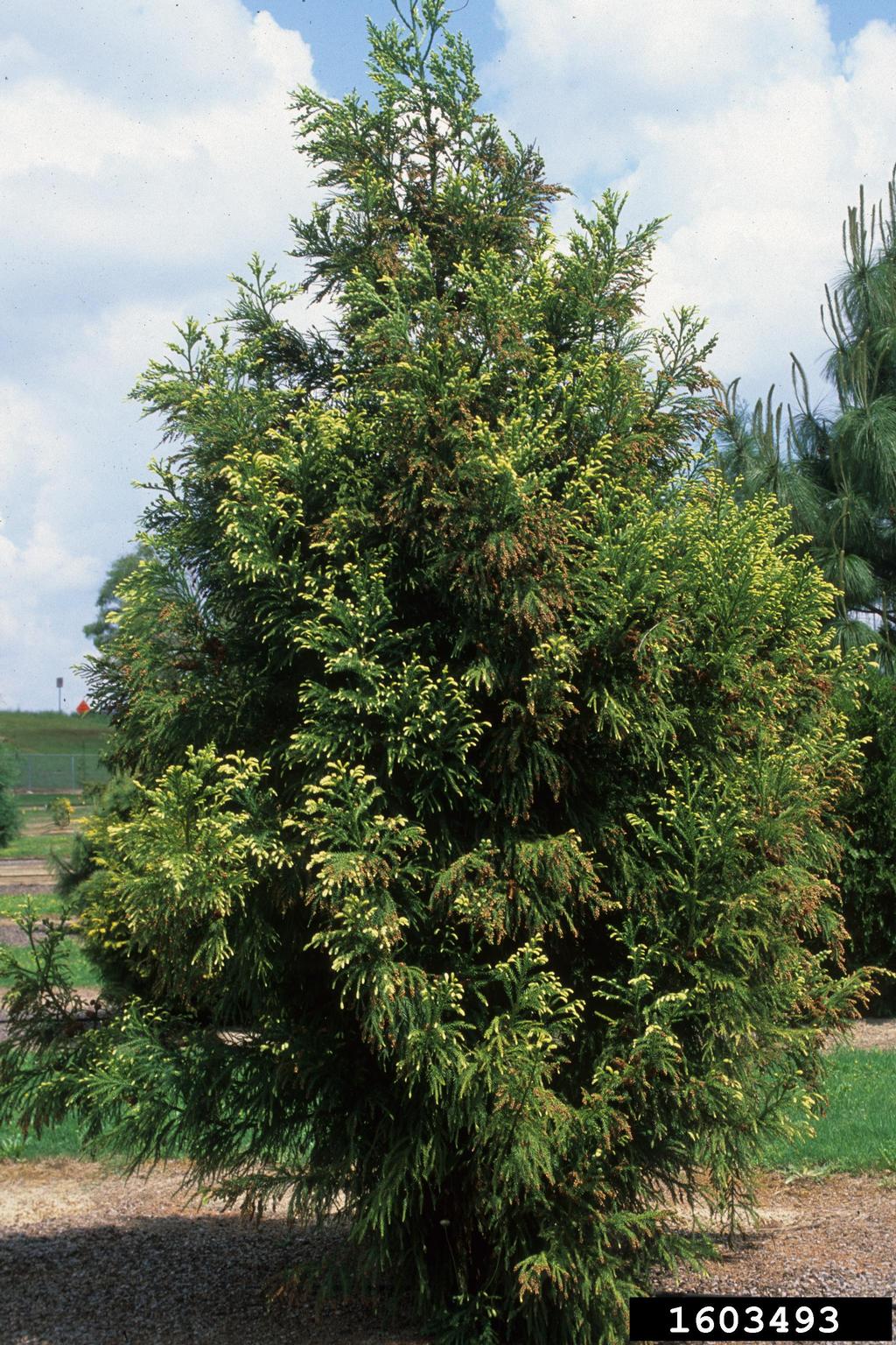 Japanese cedar (Cryptomeria japonica (L. f.) D. Don)