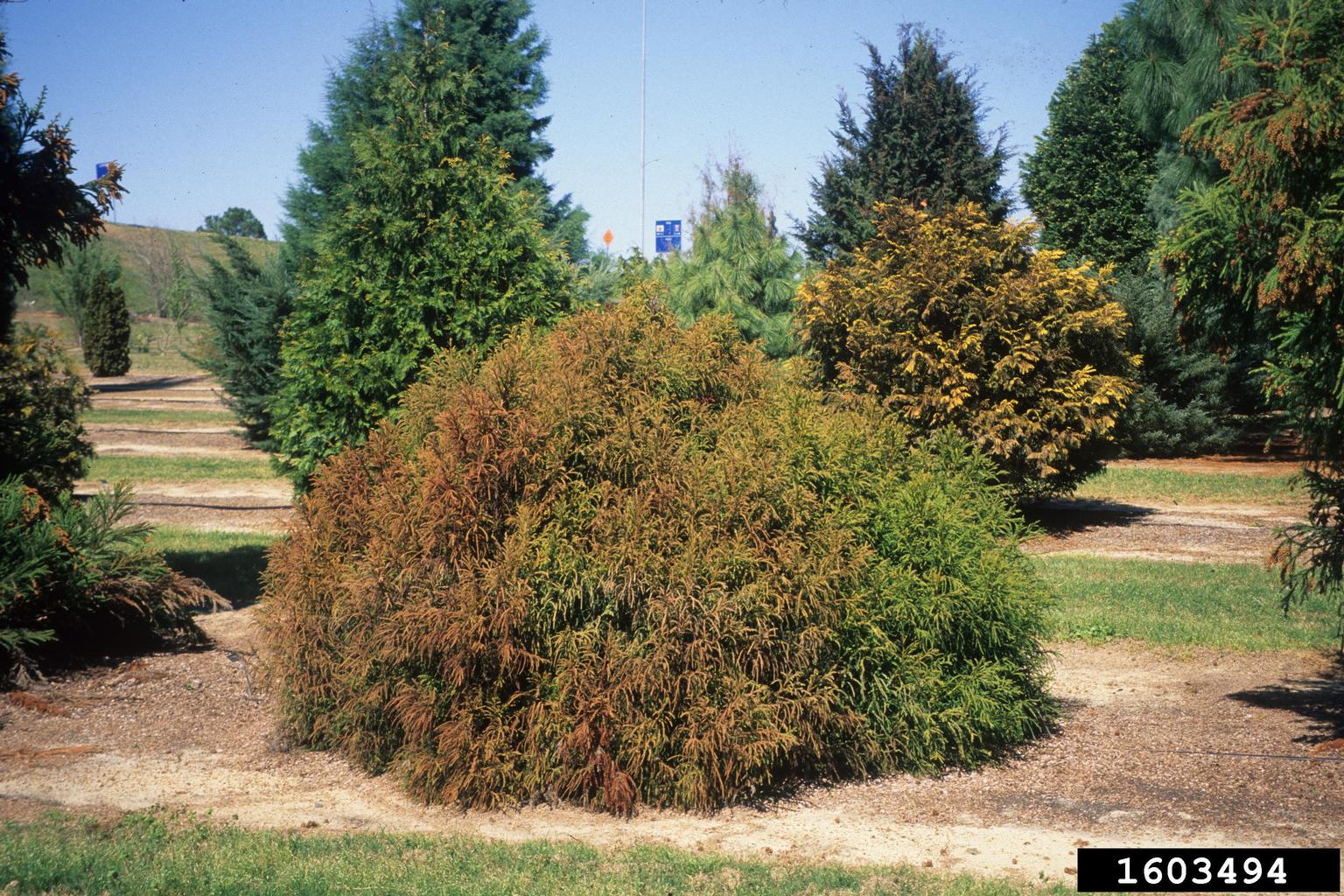 Japanese cedar (Cryptomeria japonica (L. f.) D. Don)