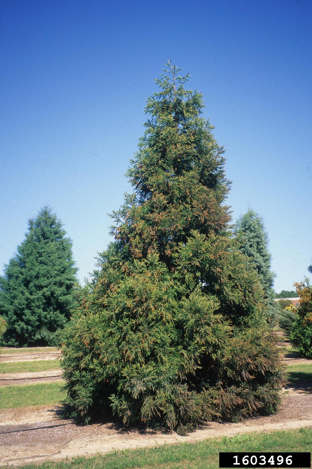 Japanese cedar (Cryptomeria japonica (L. f.) D. Don)