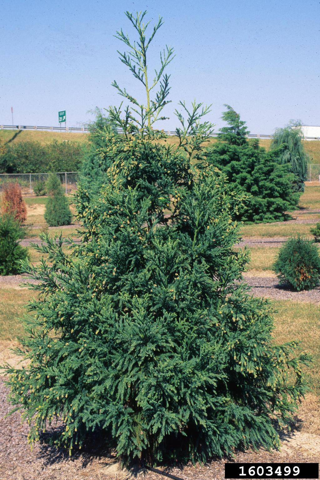 Japanese cedar, Cryptomeria japonica (Pinales: Cupressaceae) - 1603499