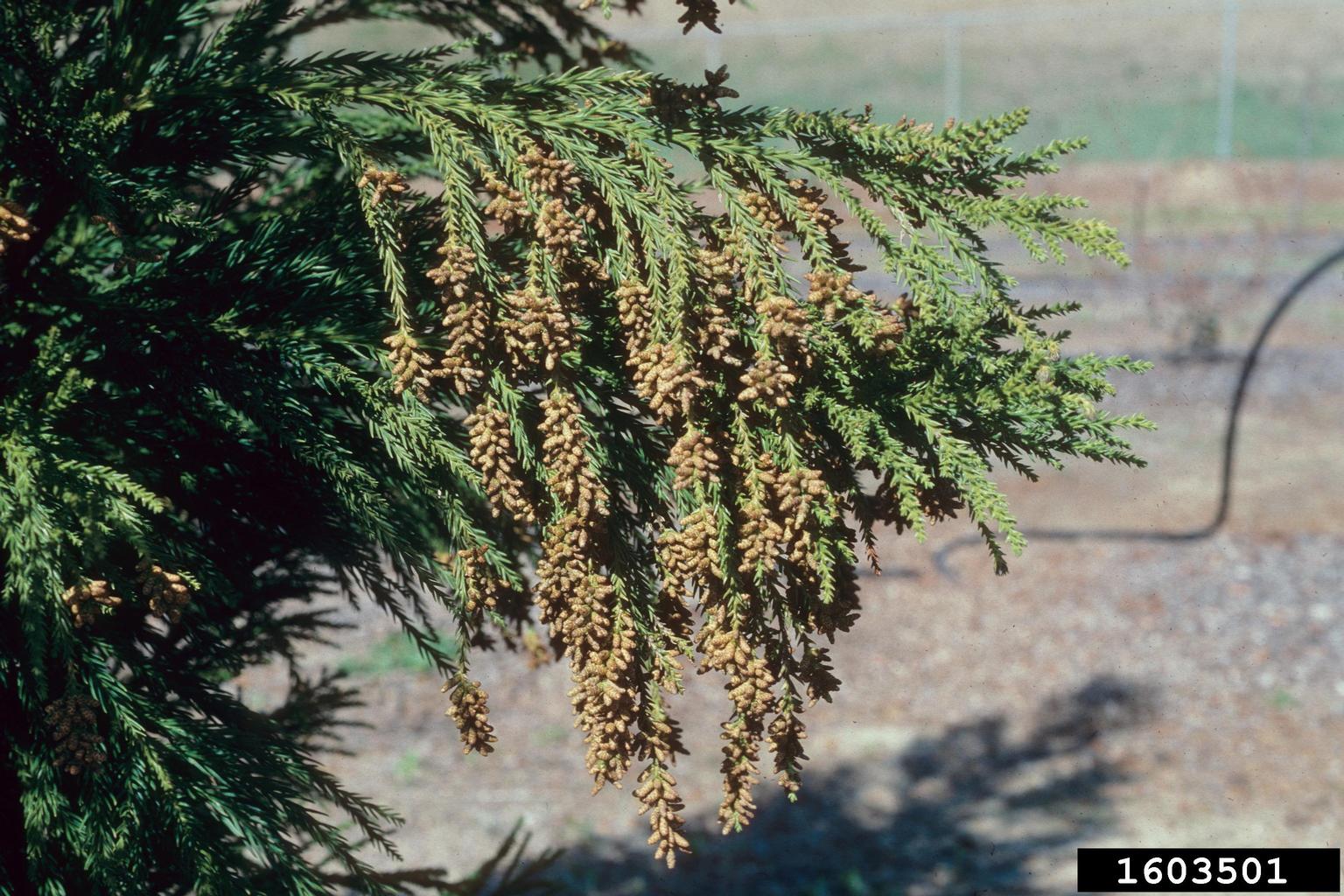 Japanese cedar (Cryptomeria japonica (L. f.) D. Don)