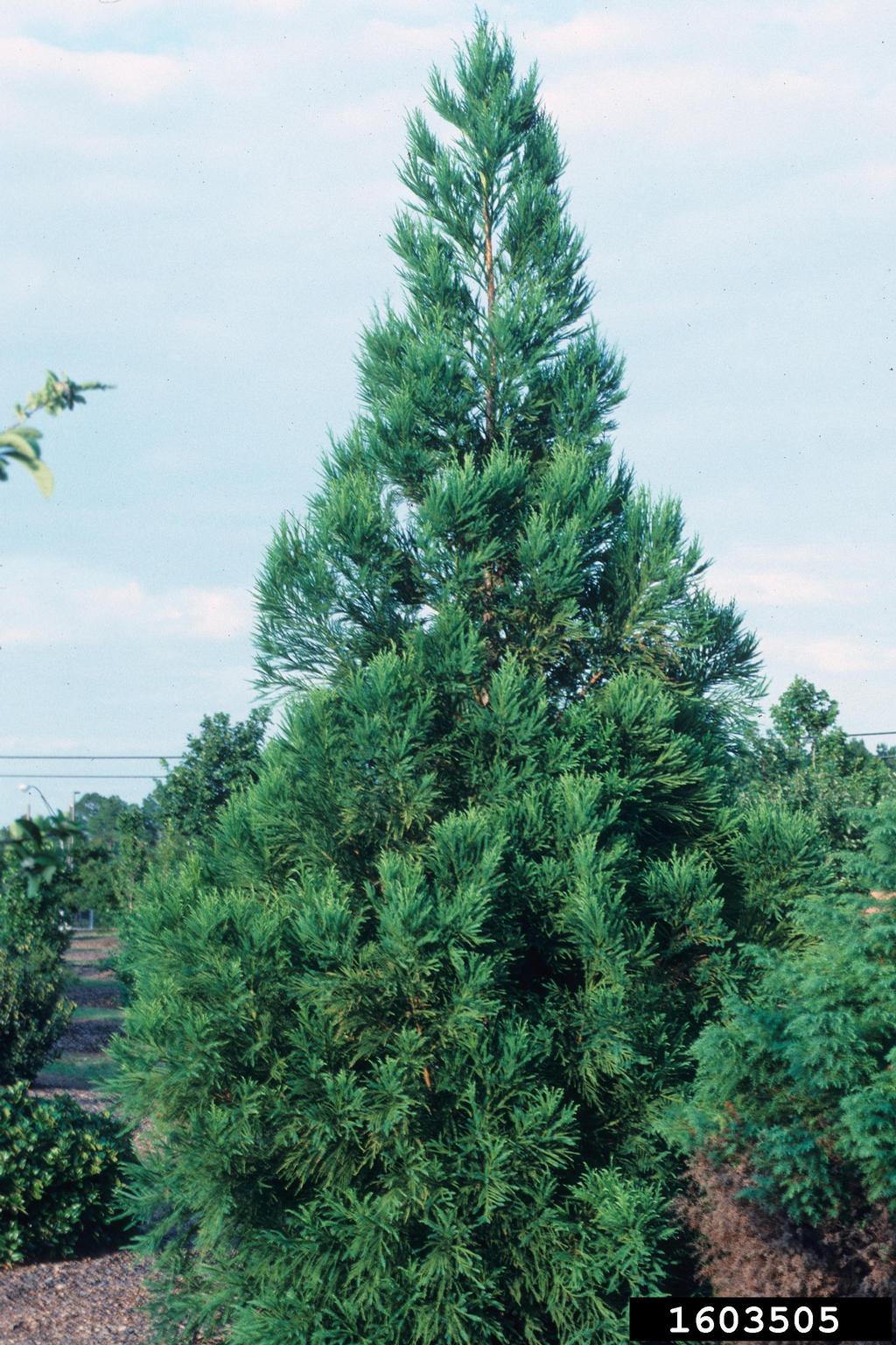 Japanese cedar (Cryptomeria japonica (L. f.) D. Don)