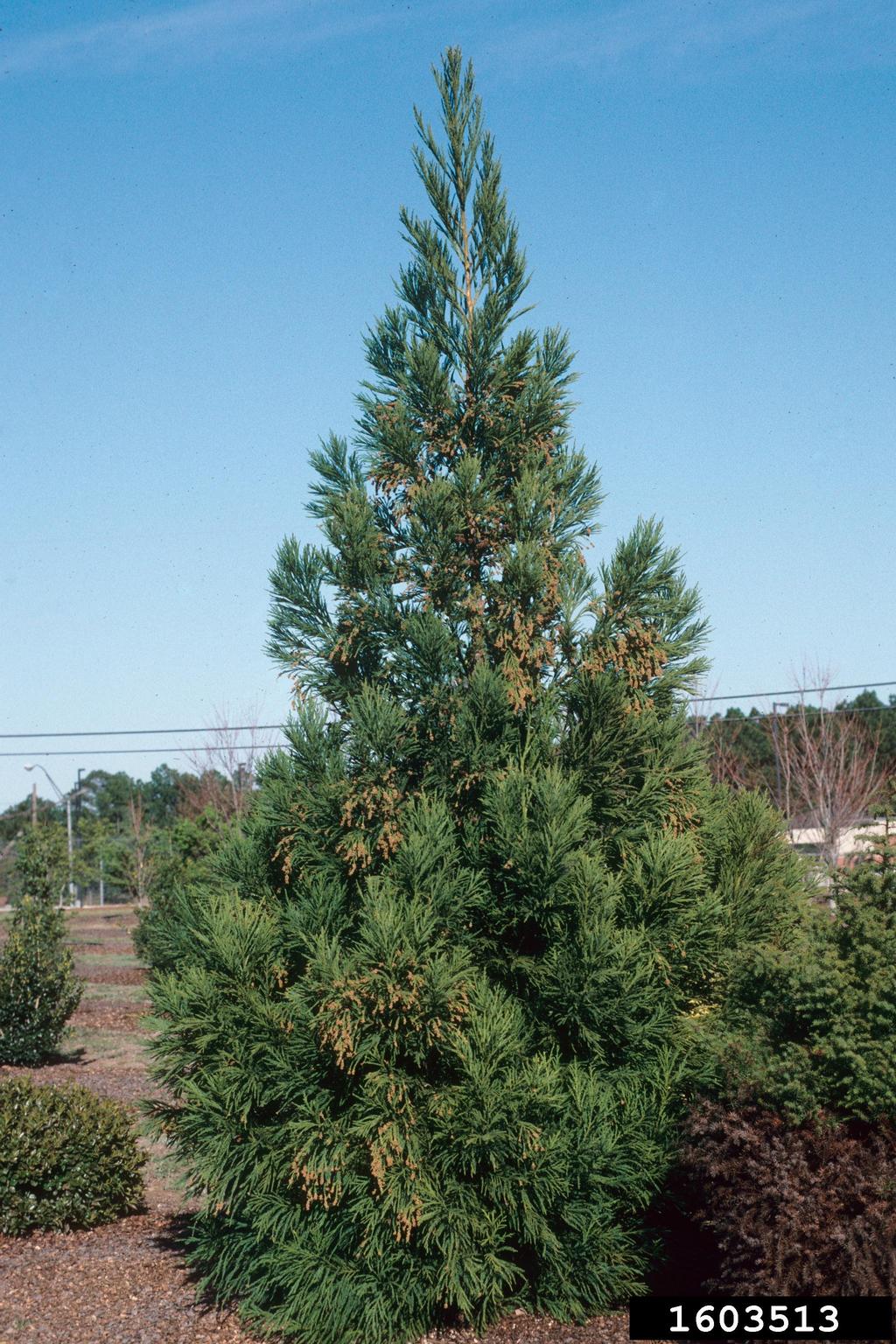 Japanese cedar (Cryptomeria japonica (L. f.) D. Don)