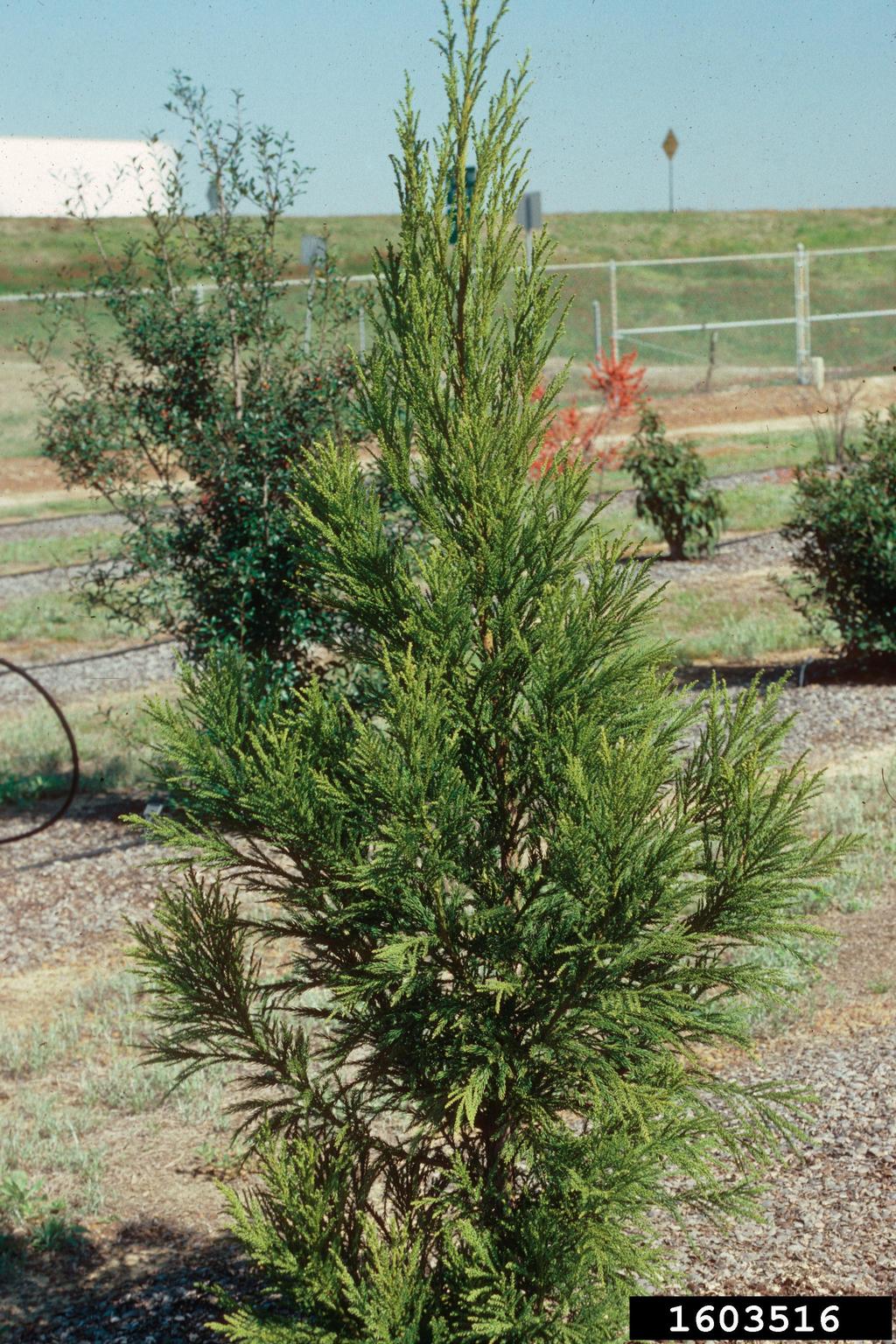 Japanese cedar (Cryptomeria japonica (L. f.) D. Don)