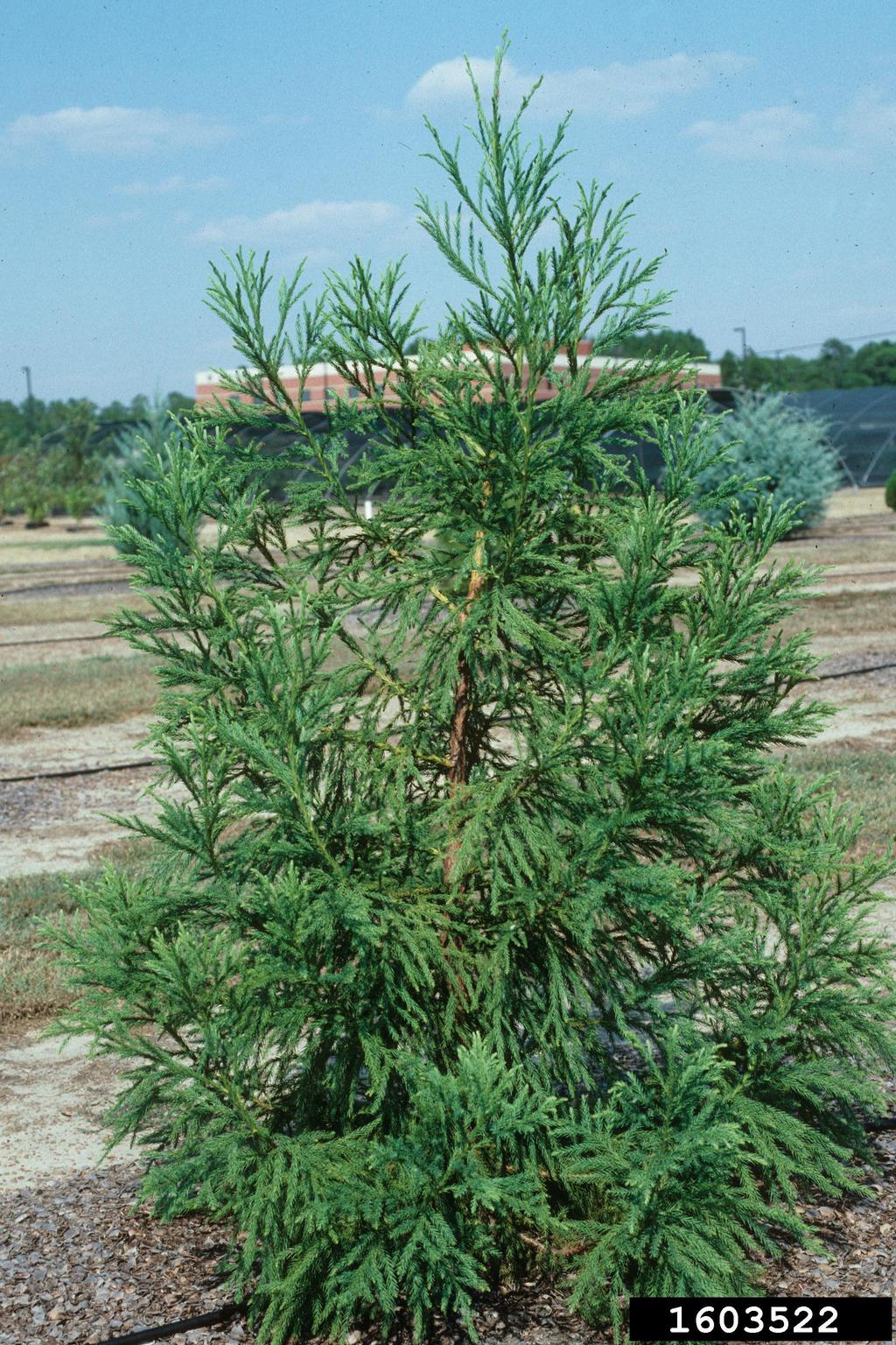Japanese cedar (Cryptomeria japonica var. sinensis (L.f.) D. Don Miq.)