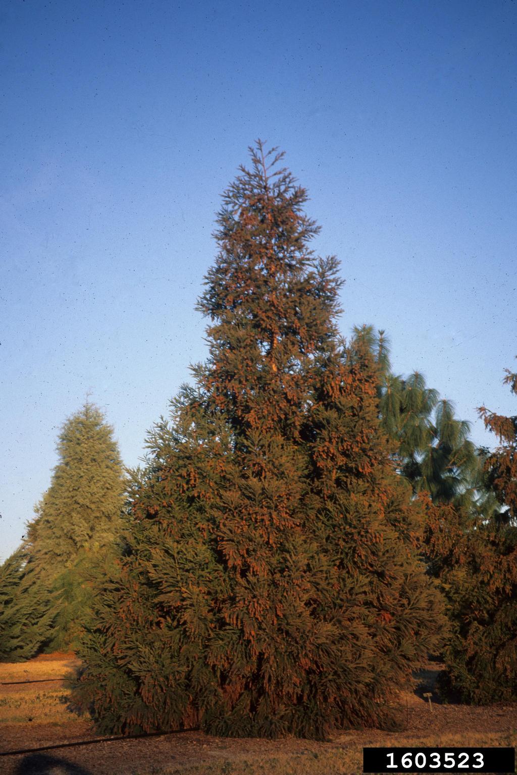 Japanese cedar (Cryptomeria japonica (L. f.) D. Don)