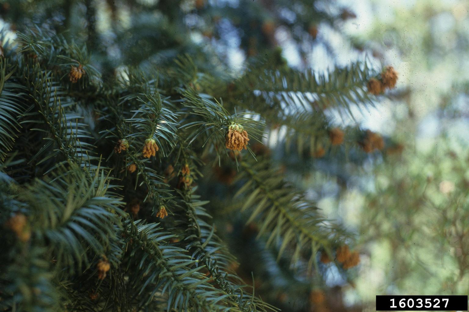 Chinese fir (Cunninghamia lanceolata (Lamb.) Hook.)