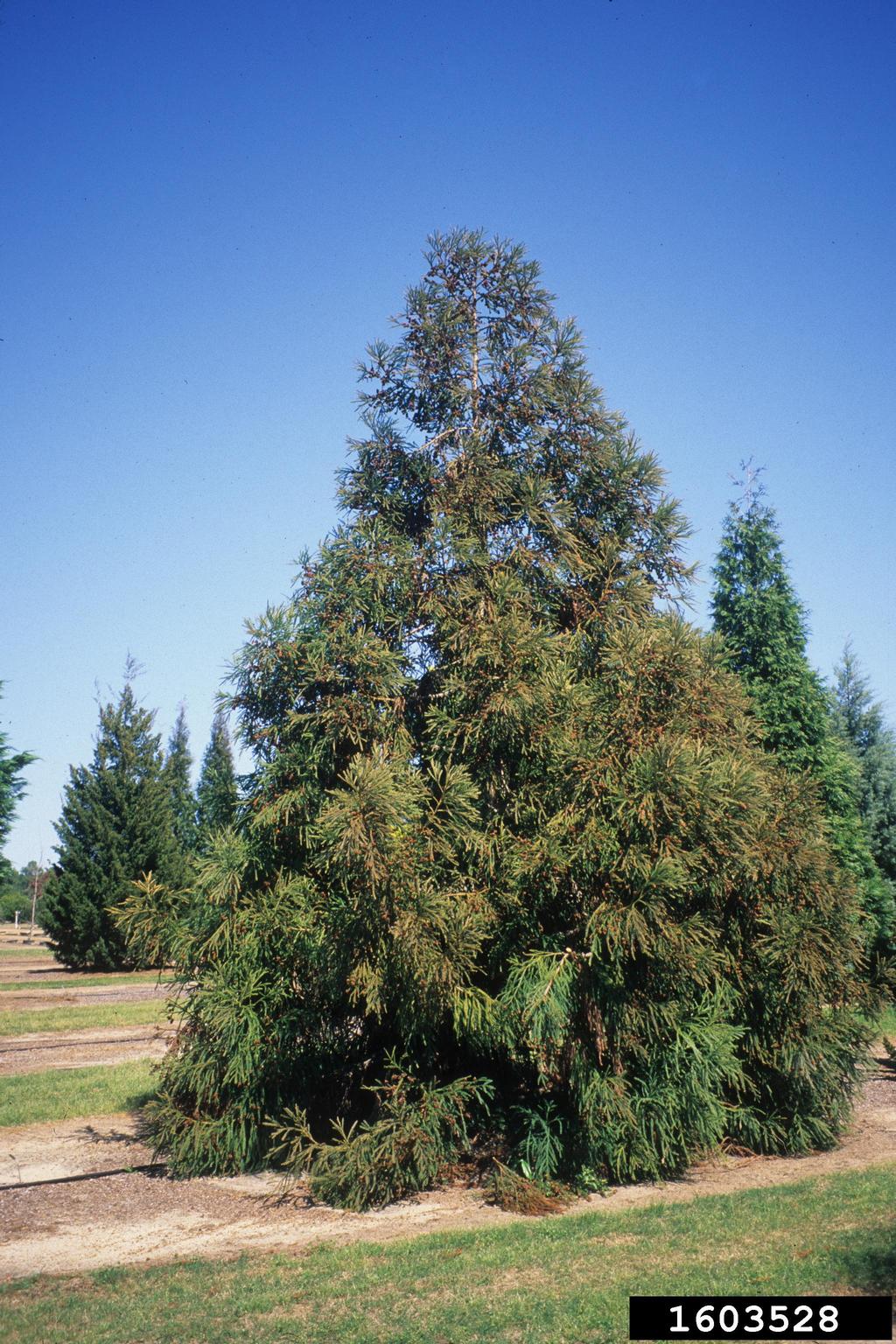 Japanese cedar (Cryptomeria japonica var. sinensis)
