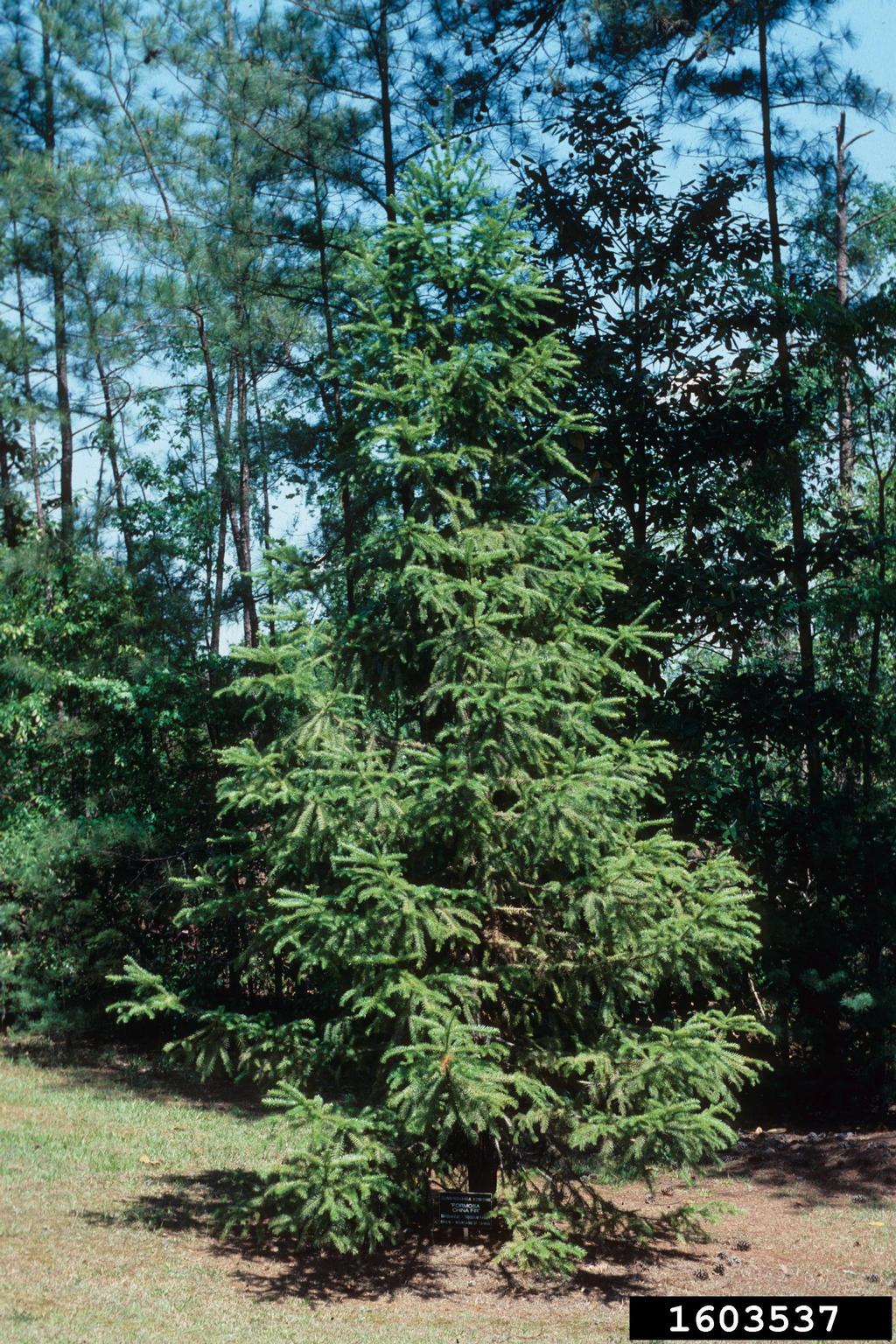 Taiwan cunninghamia (Cunninghamia lanceolata var. konishii)