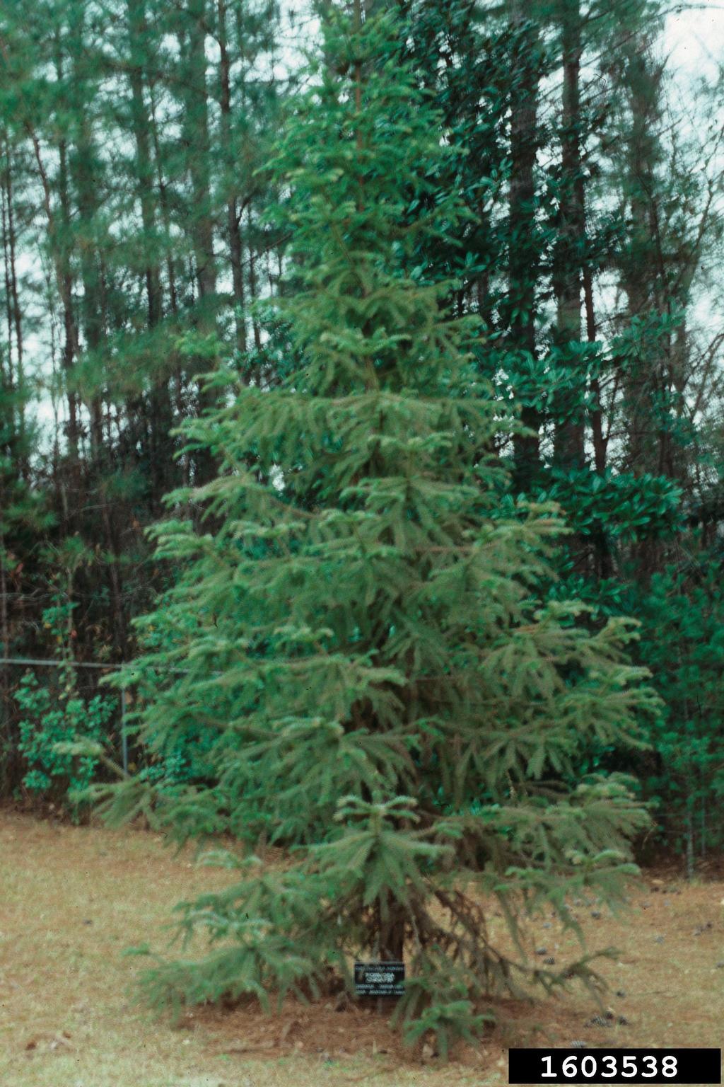 Taiwan cunninghamia (Cunninghamia lanceolata var. konishii)