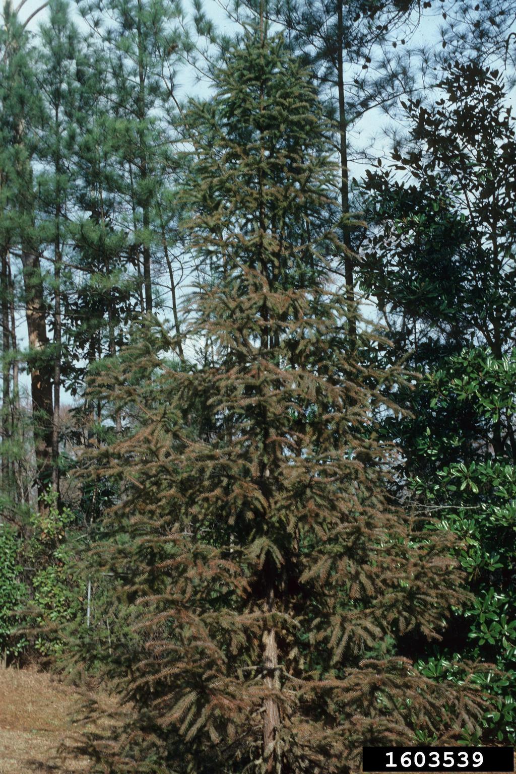 Taiwan cunninghamia (Cunninghamia lanceolata var. konishii)