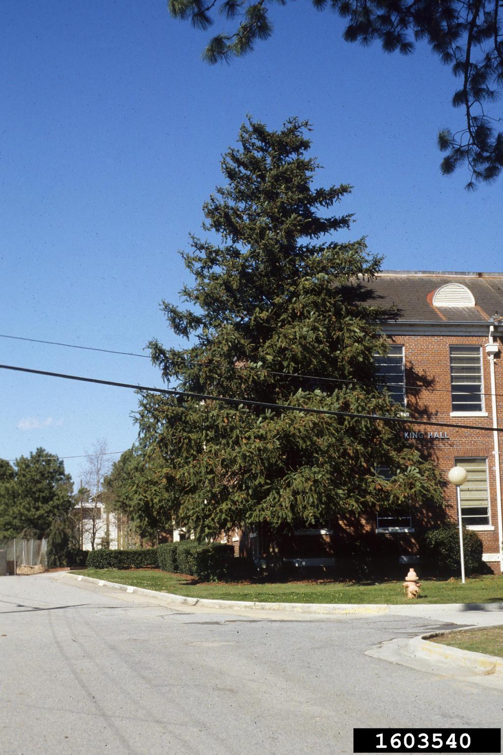 Chinese fir (Cunninghamia lanceolata (Lamb.) Hook.)