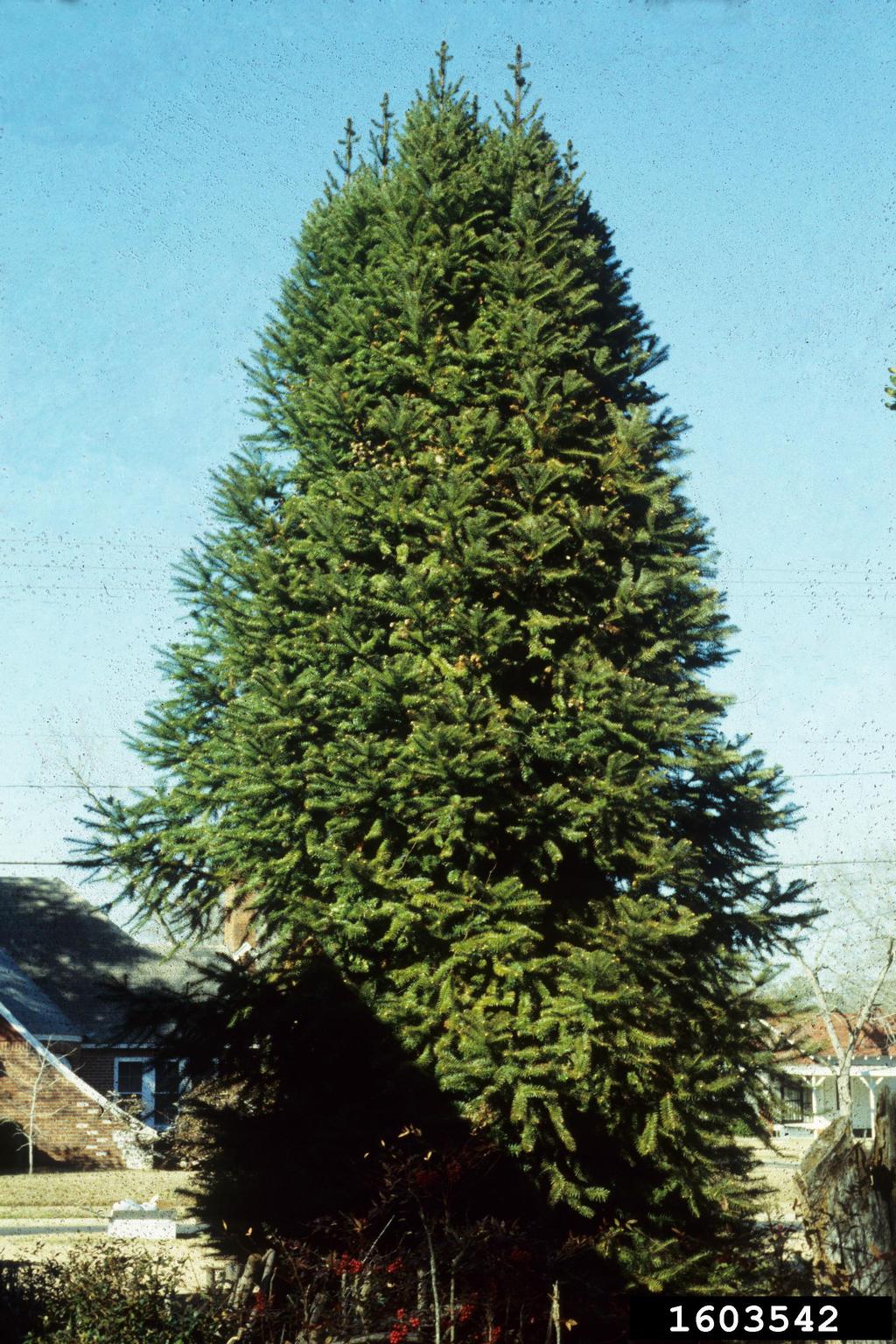 Chinese fir (Cunninghamia lanceolata (Lamb.) Hook.)
